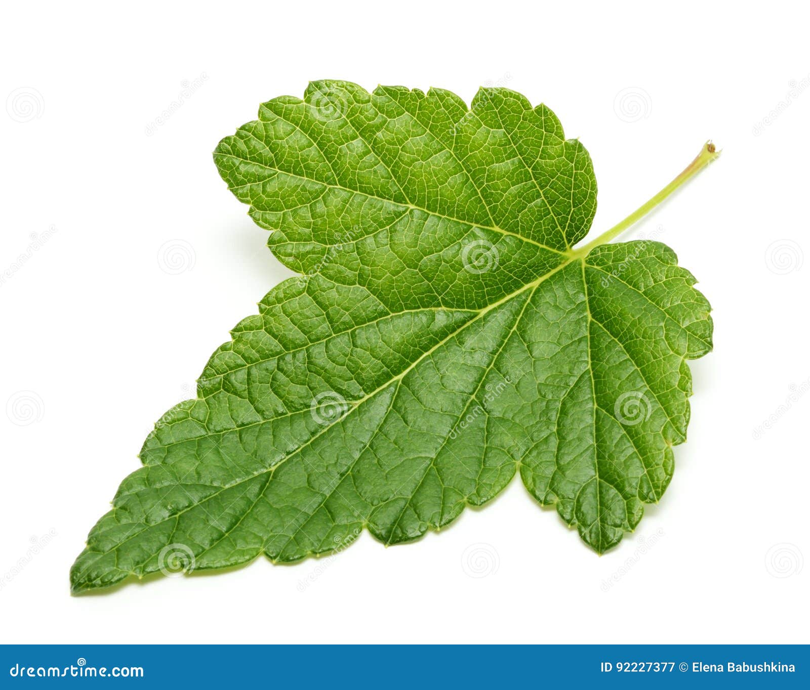 Currant tree leaf stock image. Image of currant, isolated - 92227377