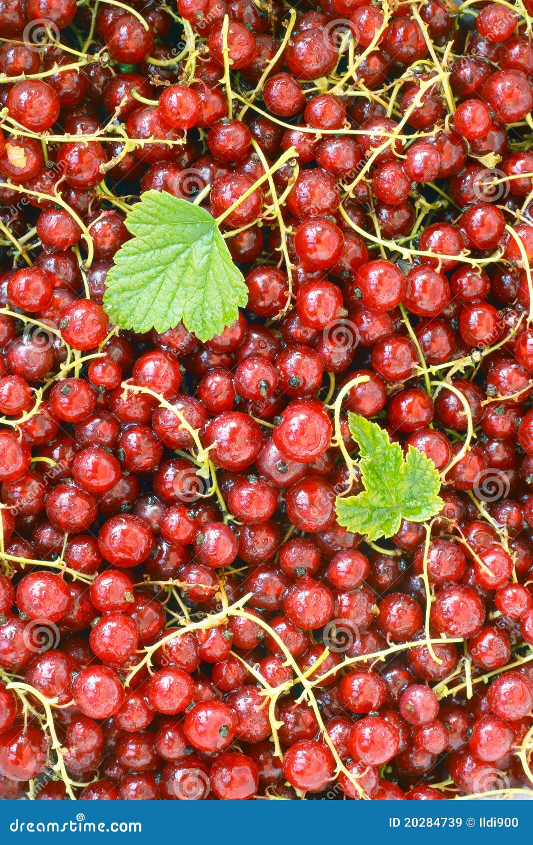 Currants. stock image. Image of food, nutrition, leaf - 20284739