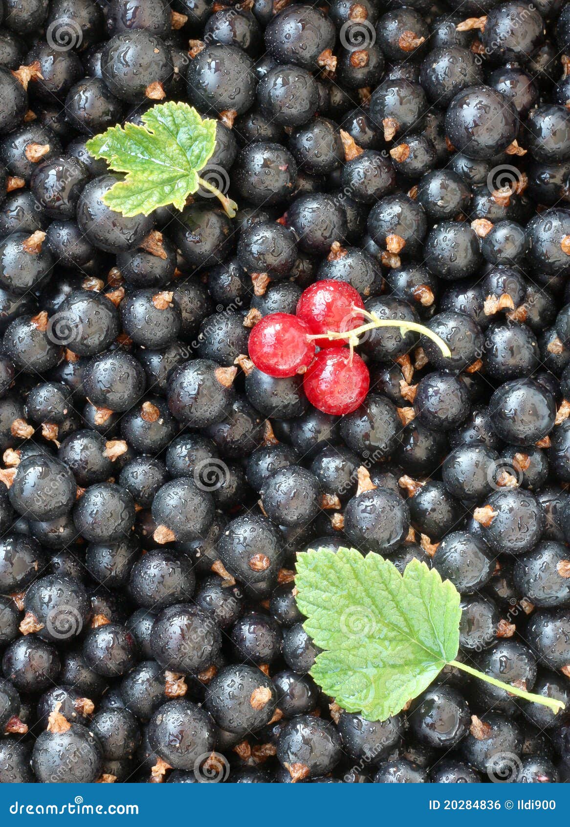 Currants. stock photo. Image of nutrition, currants, fresh - 20284836