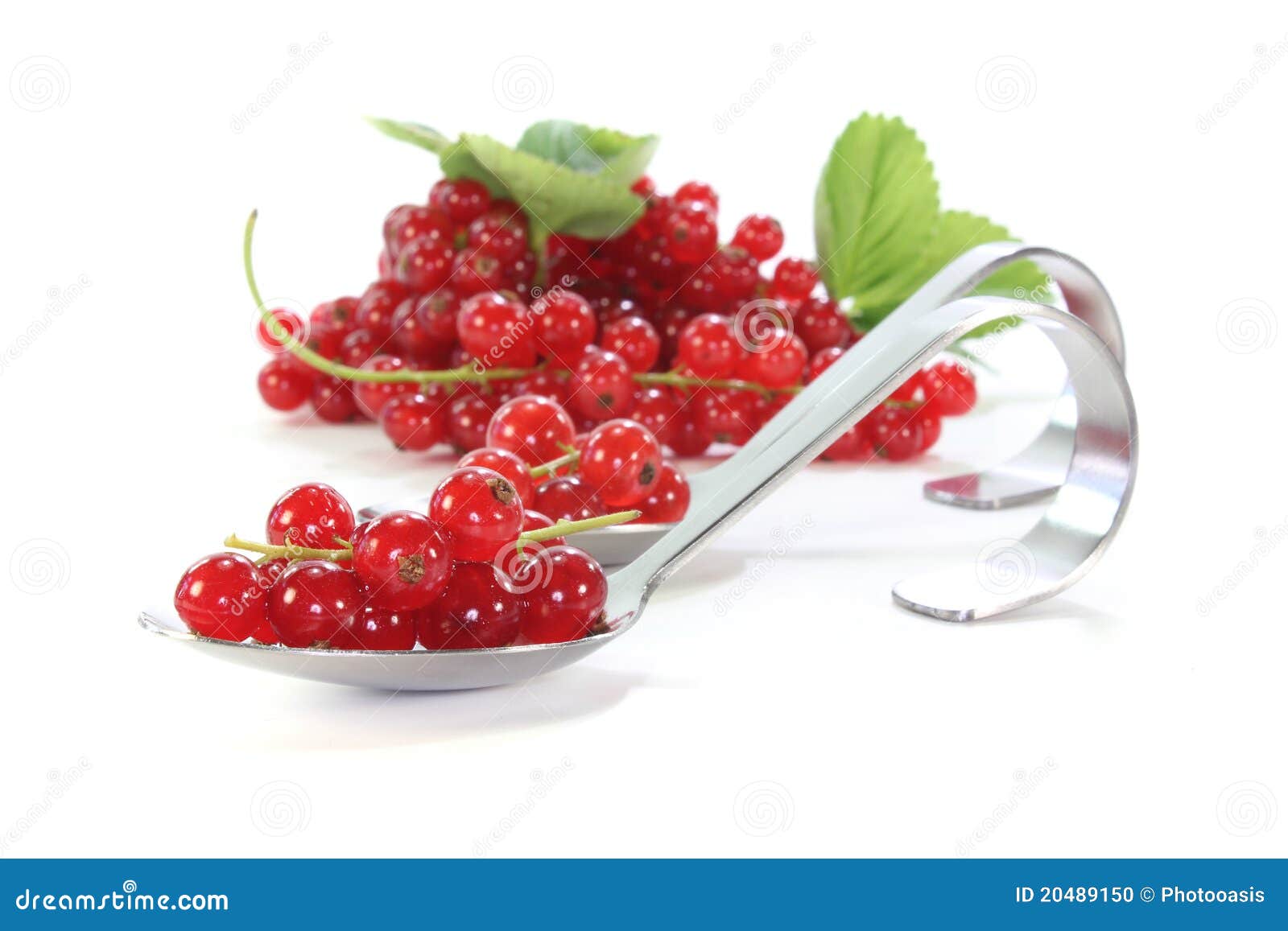 Currants stock photo. Image of harvest, summer, bush - 20489150