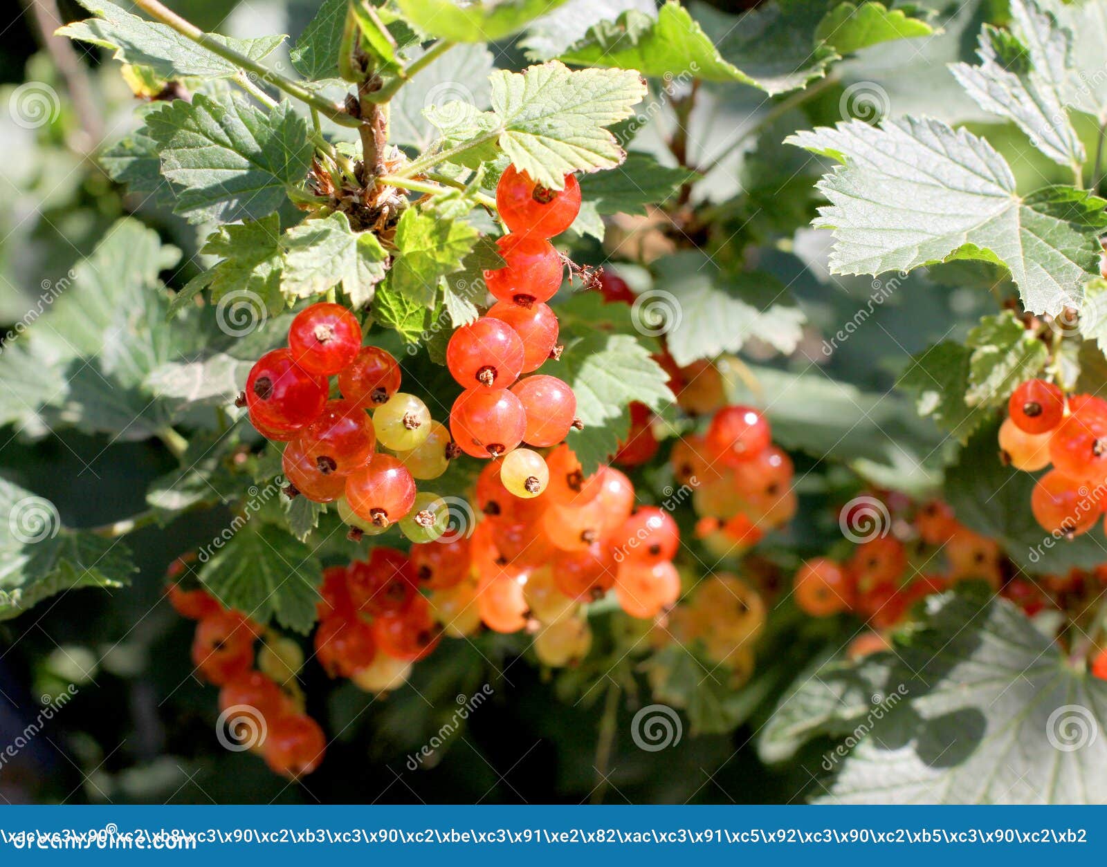 Currants on branch stock photo. Image of dessert, summer - 20370150