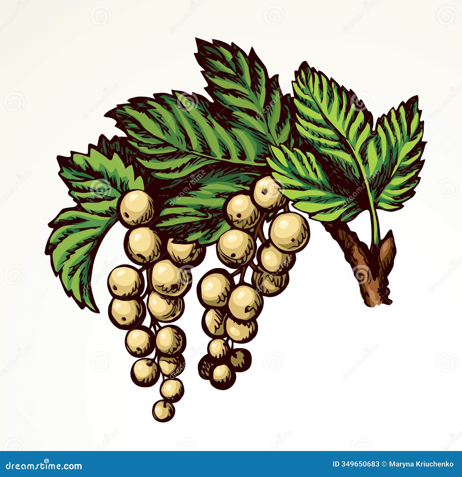 Currants on Branch. Vector Drawing Stock Illustration - Illustration of ...