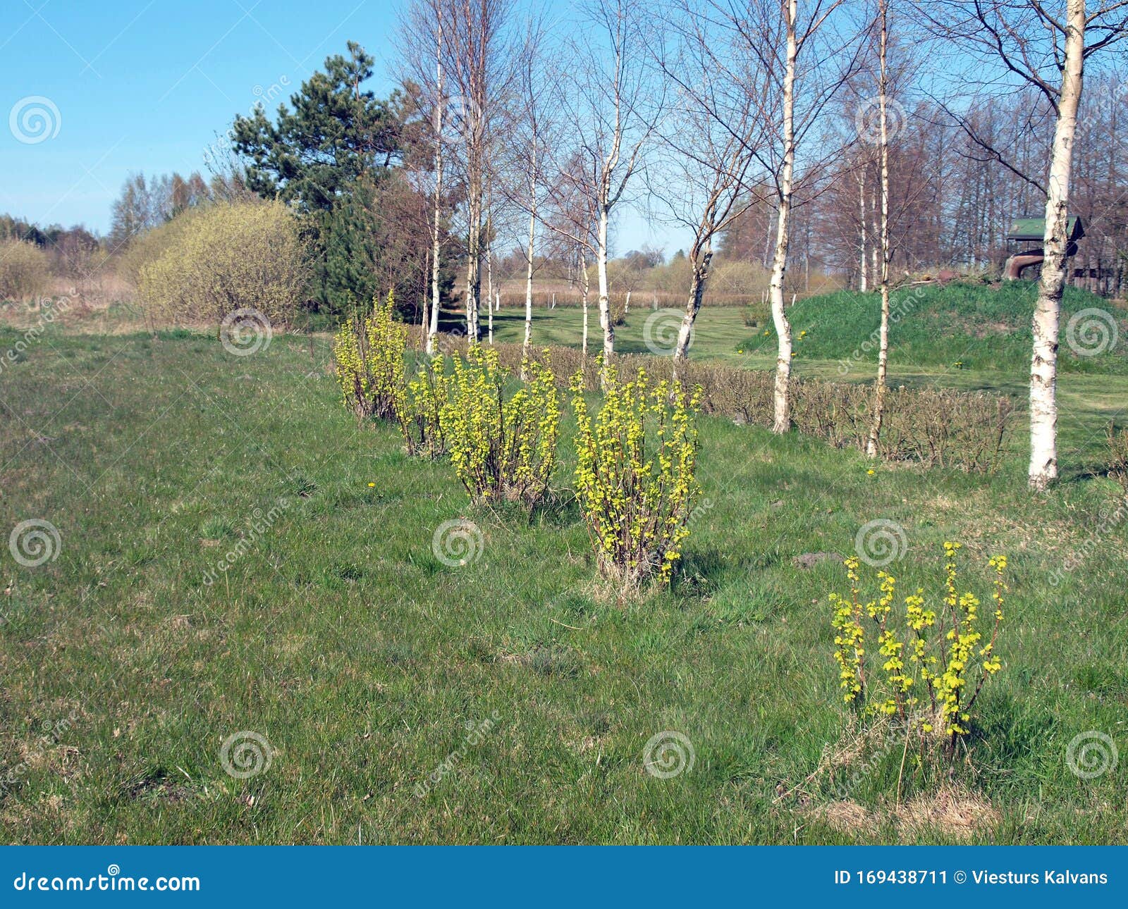 Currants stock image. Image of young, garden, leaves - 169438711