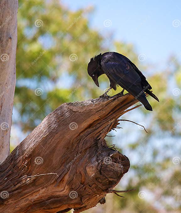 Currawong stock photo. Image of currawong, landscape - 29114996