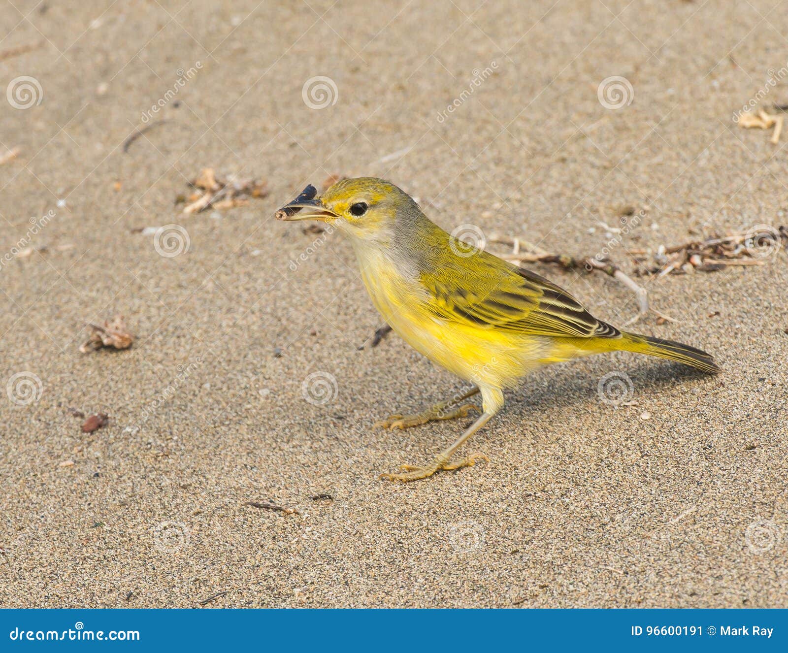 Curruca Amarilla De Las Islas Gal3apagos Imagen de archivo - Imagen de ...
