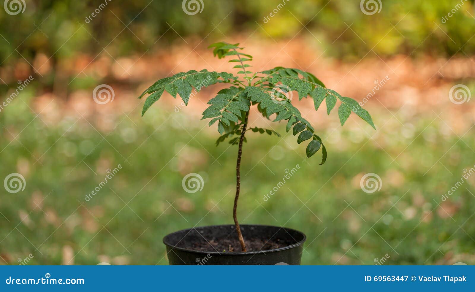 Curry Leaf Plantation Royalty-Free Stock Image | CartoonDealer.com ...