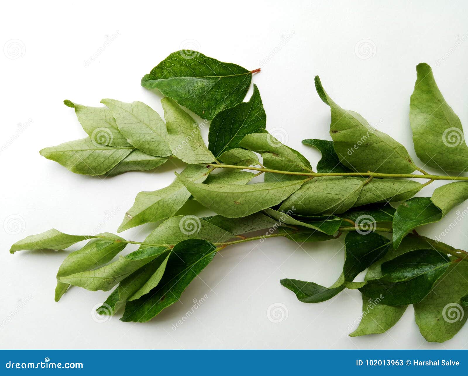 Curry Leaf stock image. Image of plant, background, devotional - 102013963