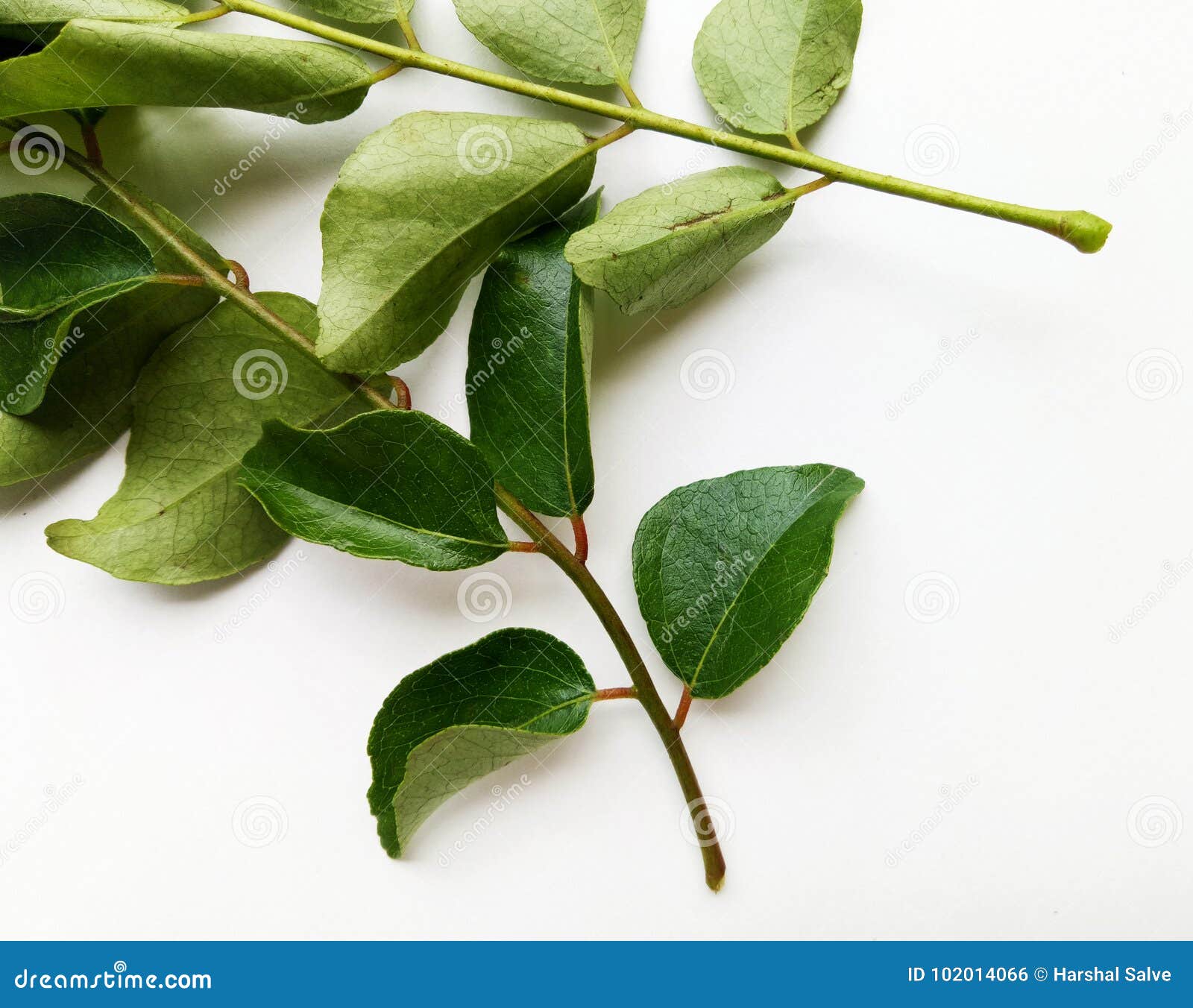 Curry Leaf stock photo. Image of sacred, herbal, botany - 102014066