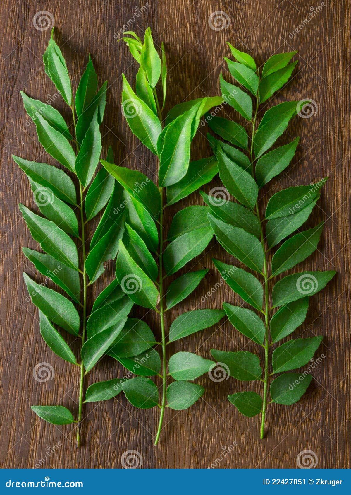 Curry leaves stock image. Image of leaf, herbs, cooking - 22427051