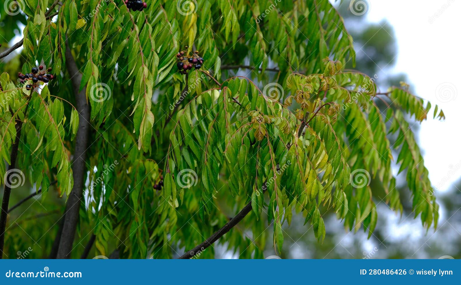 Curry Leaves Tree with the Black Fruits. Stock Photo - Image of india ...