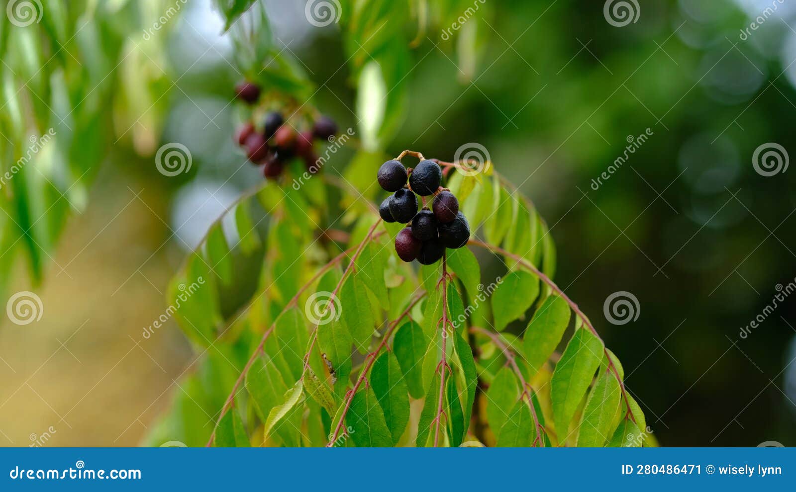 Curry Leaves Tree with the Black Fruits. Stock Image - Image of kari ...