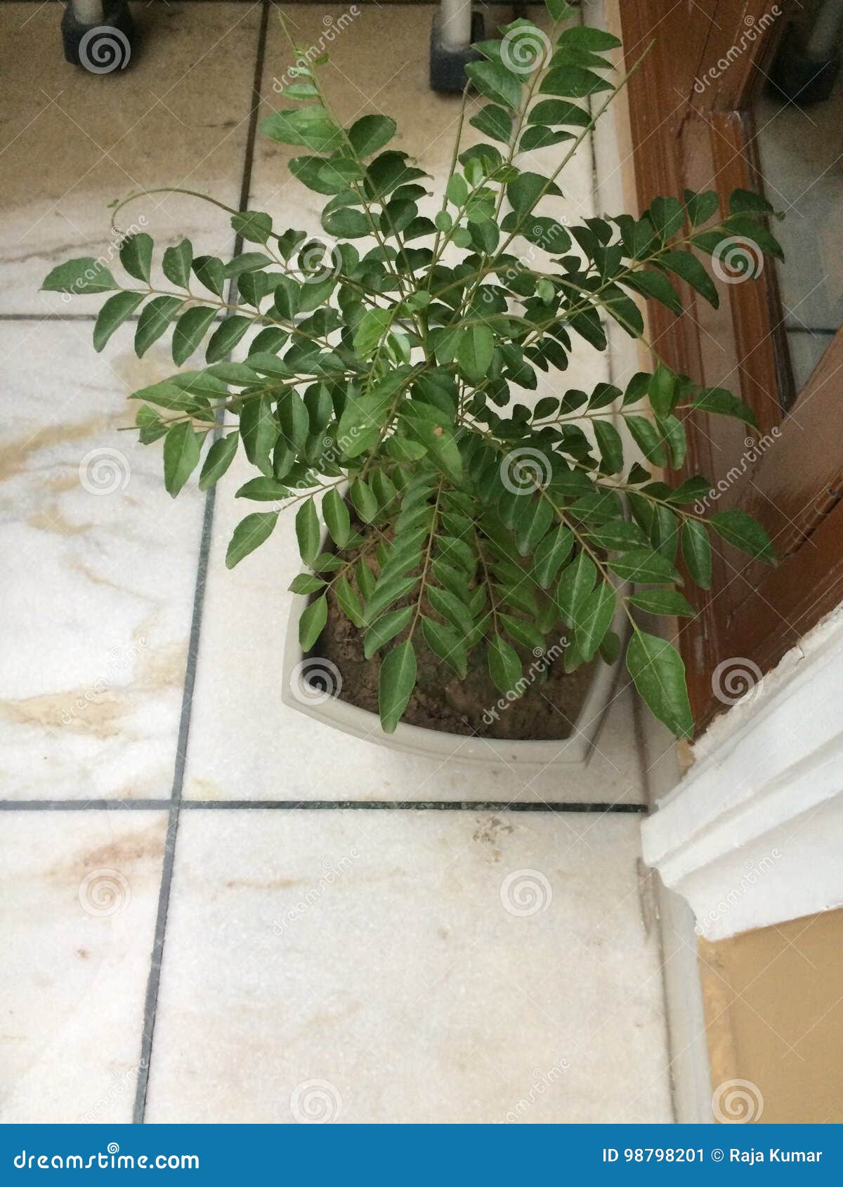 Curry Patta stock image. Image of tree, carry, patta - 98798201