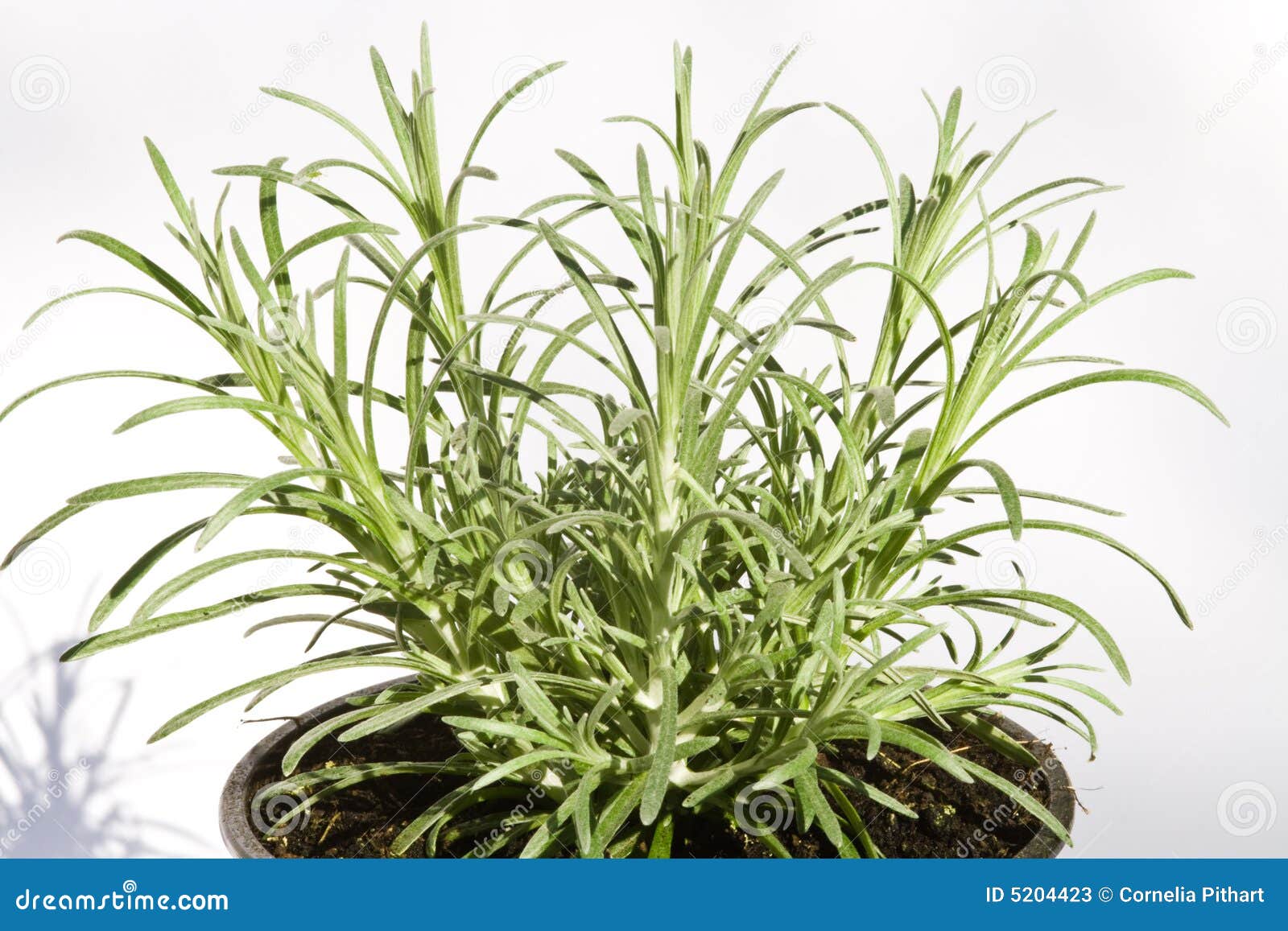 Curry plant stock image. Image of close, helichrysum, macro - 5204423