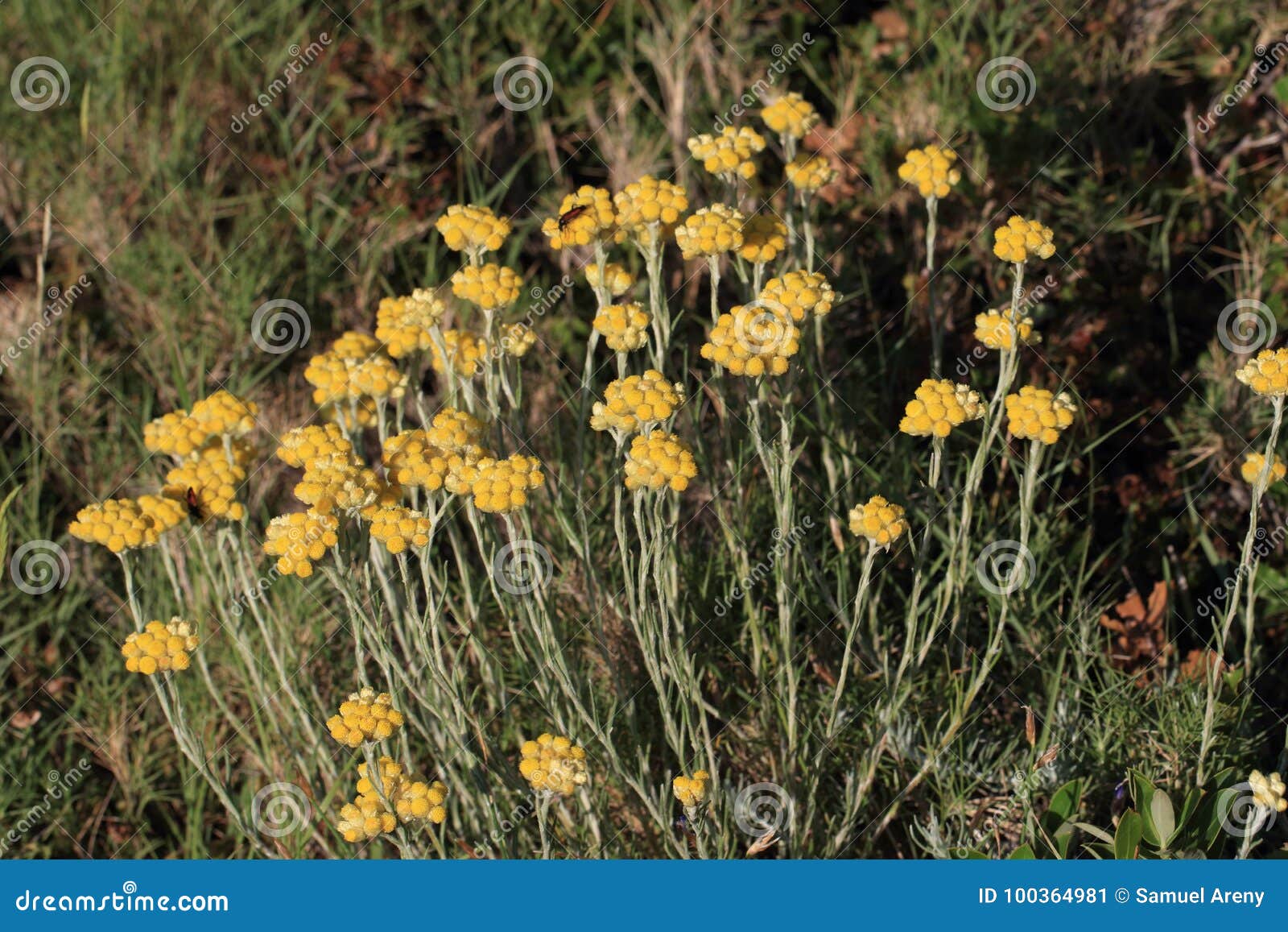 Curry plant flower stock image. Image of wild, meadow - 100364981