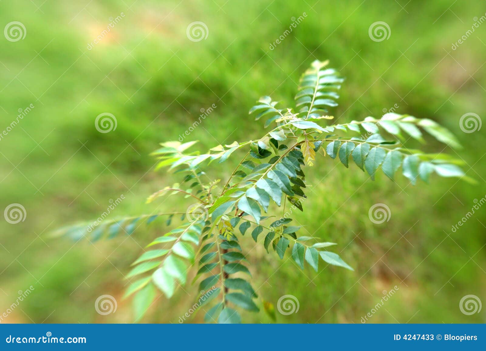 Curry Tree Royalty-Free Stock Photo | CartoonDealer.com #4247433