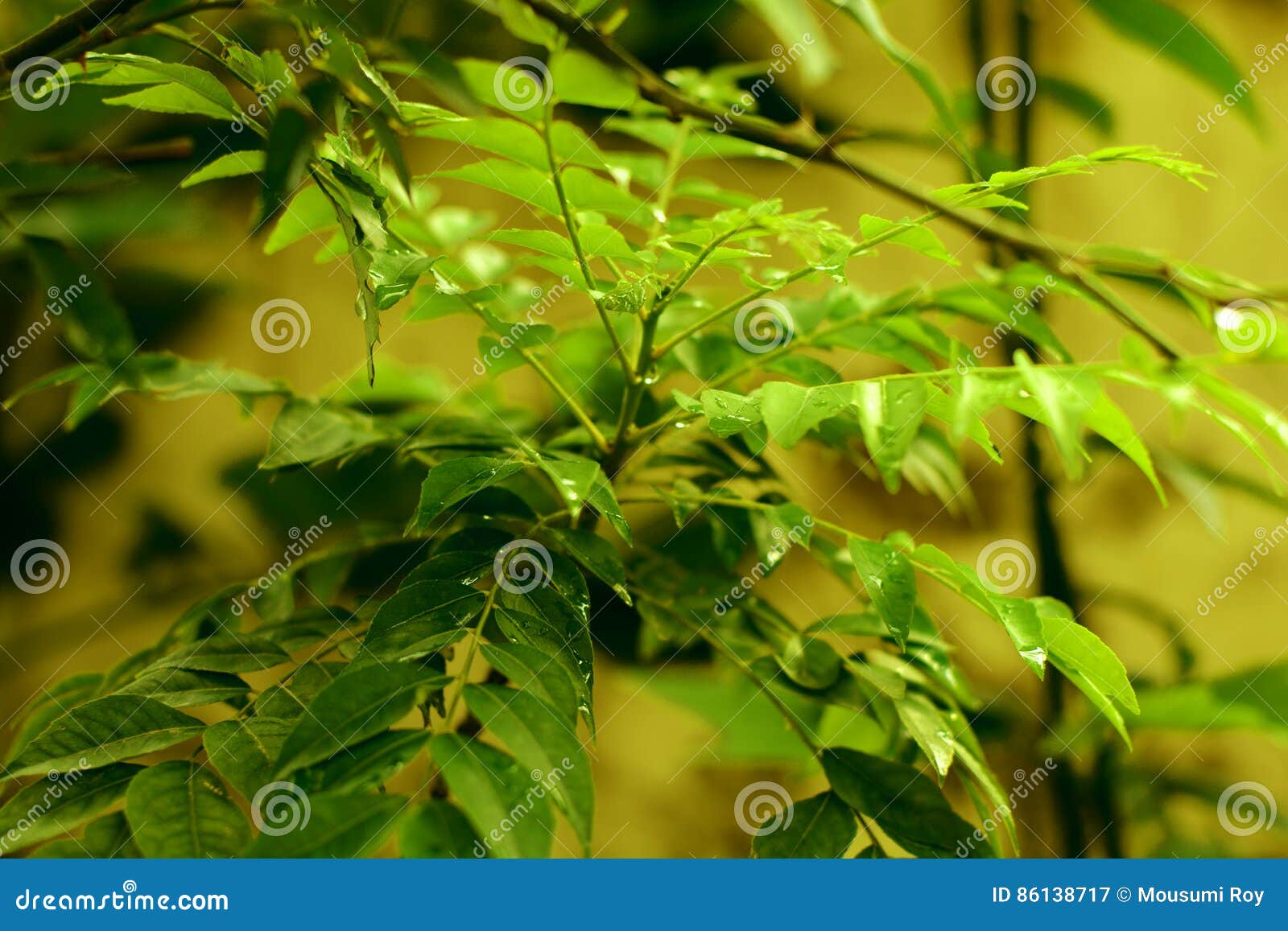 Curry tree stock image. Image of flavor, healthy, sambar - 86138717