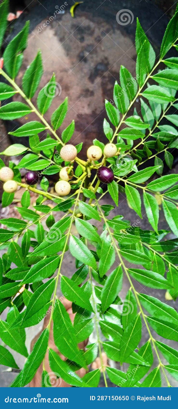 Curry tree stock photo. Image of nature, beautiful, fruit - 287150650