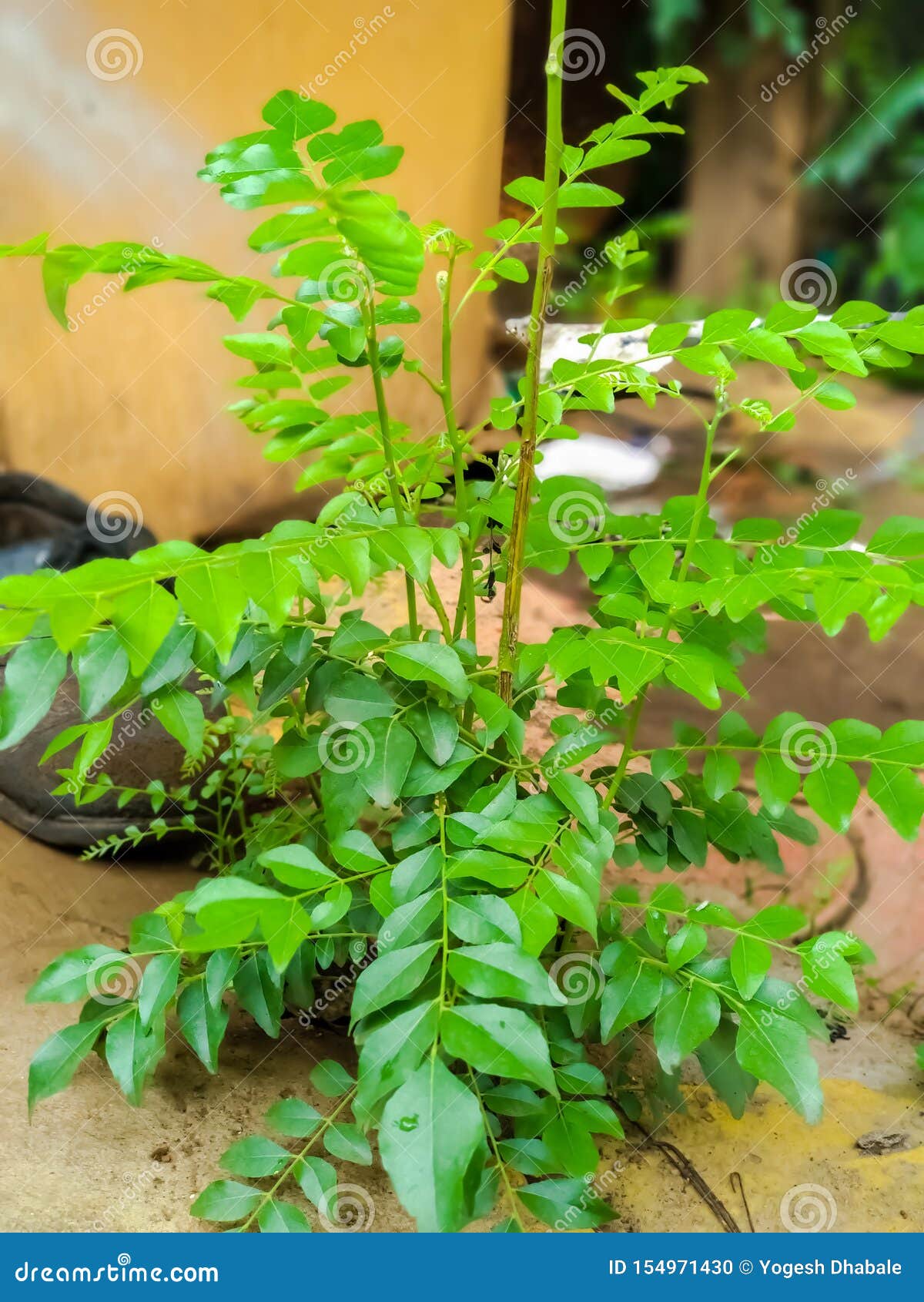 Curry tree plant stock photo. Image of healthy, concept - 154971430