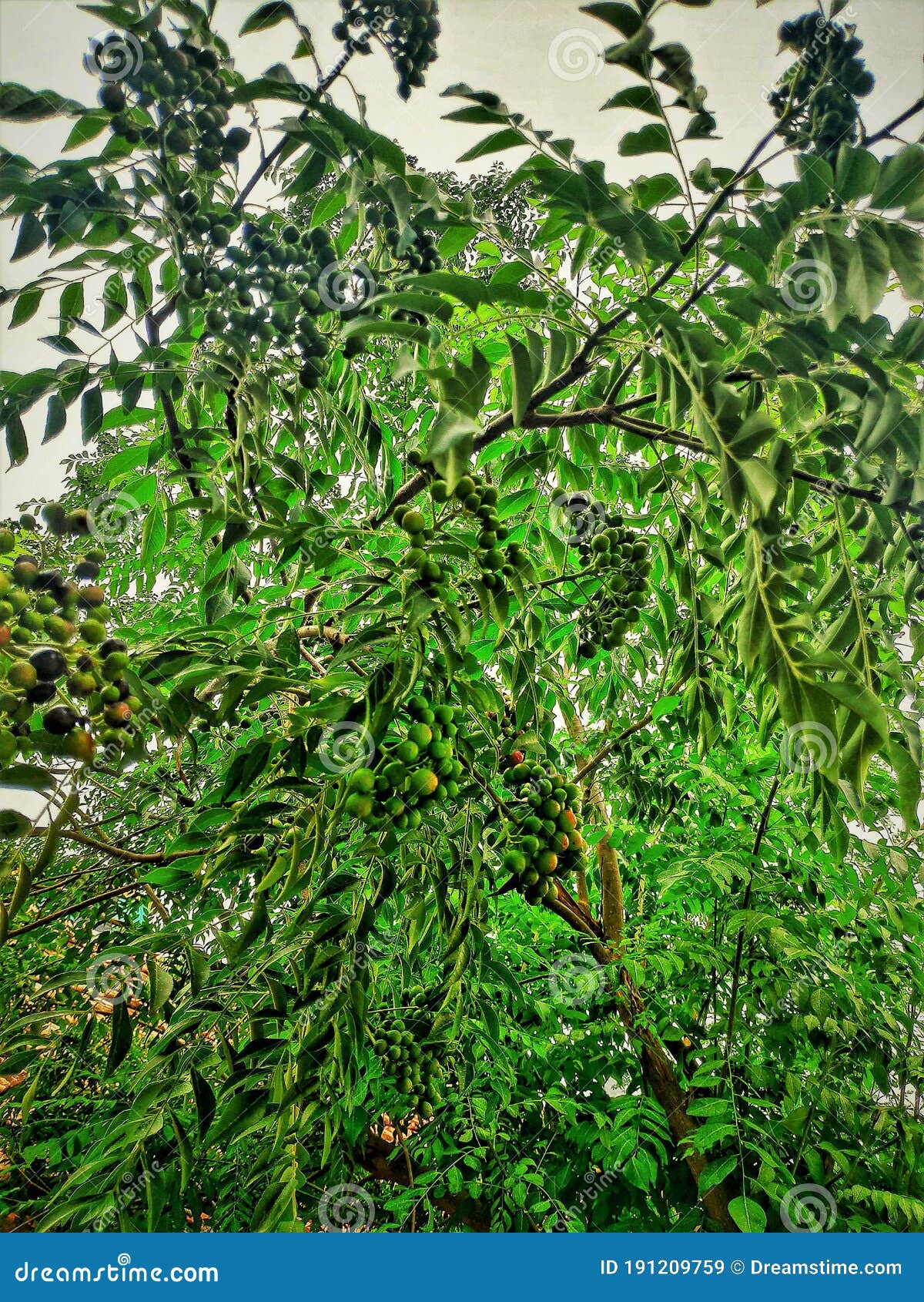 Curry tree with seeds stock image. Image of bearing - 191209759