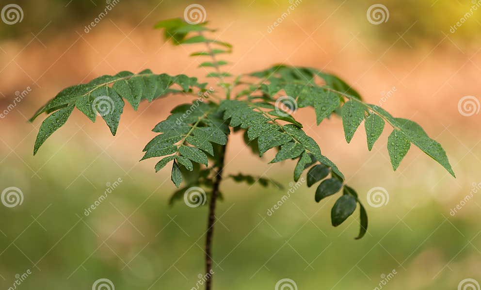 Curryblatt, Currybaum stockbild. Bild von teller, getrennt - 69563853