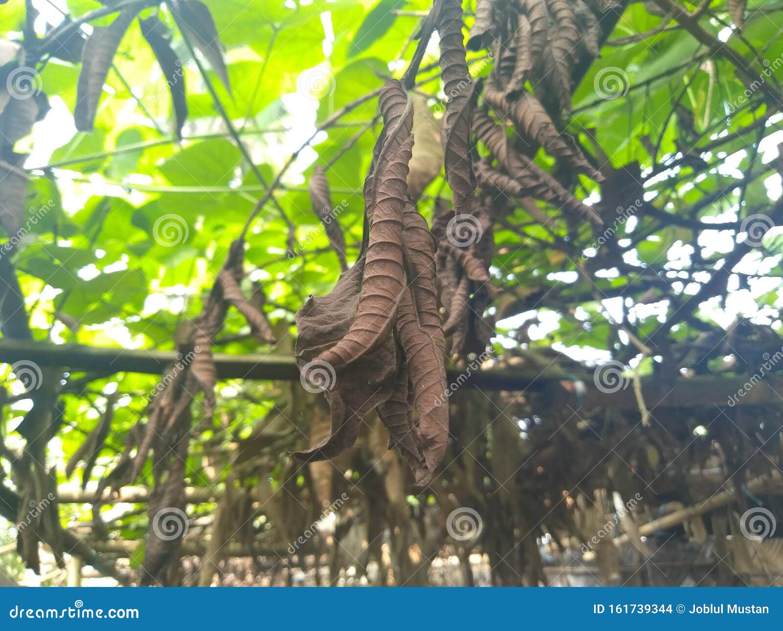 Curse of nature stock photo. Image of leaves, autumn - 161739344