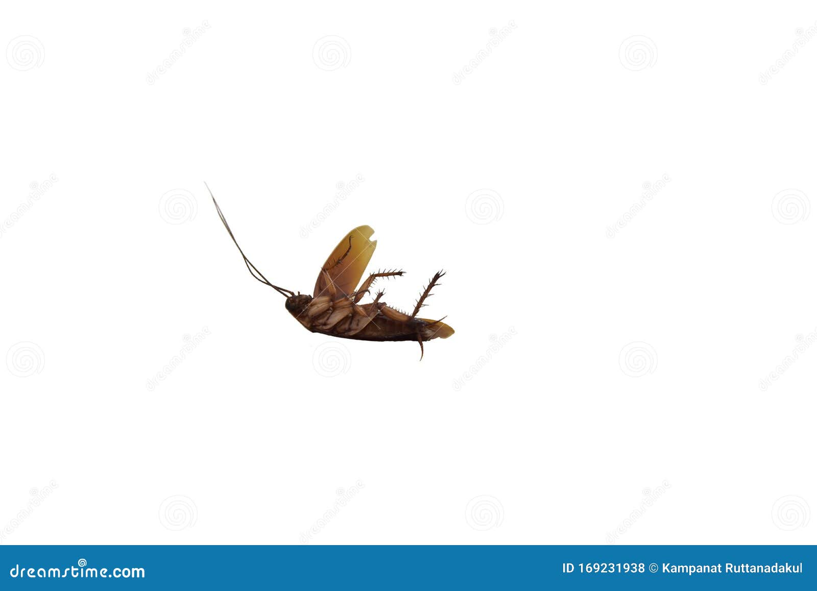 A Cursed Insect on a White Scene Stock Photo - Image of lying ...