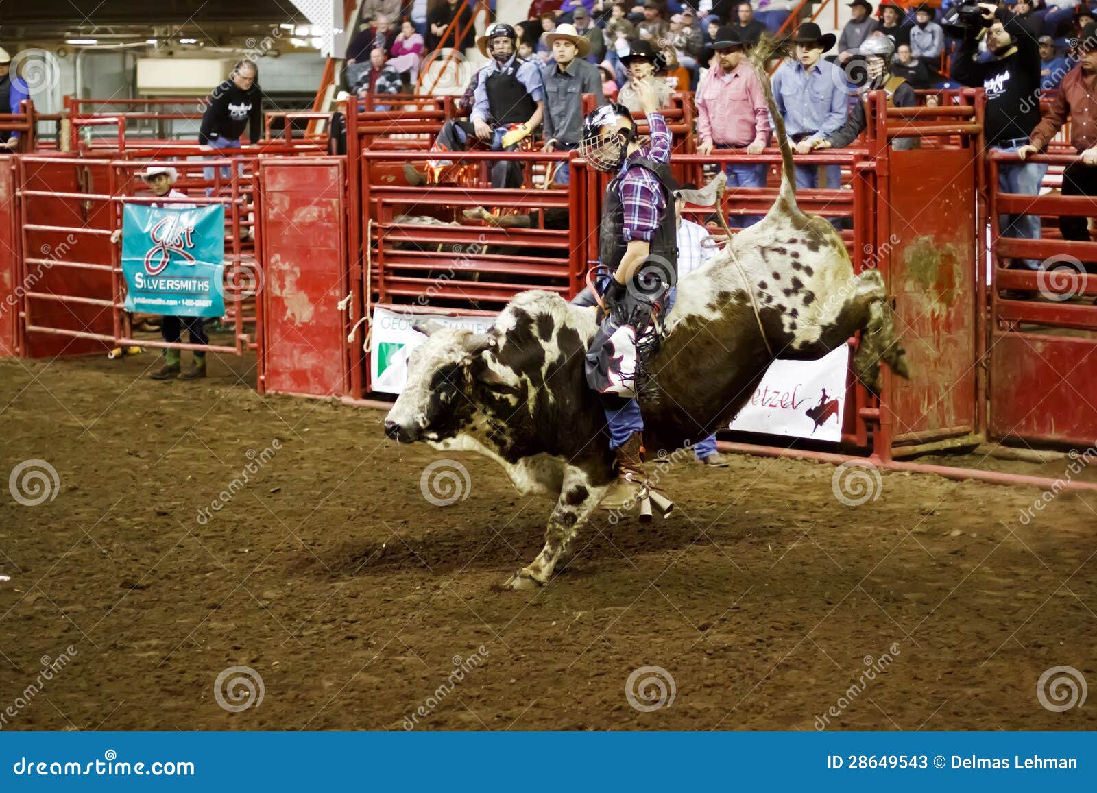 Curseur de Bull photo stock éditorial. Image du dangereux - 28649543
