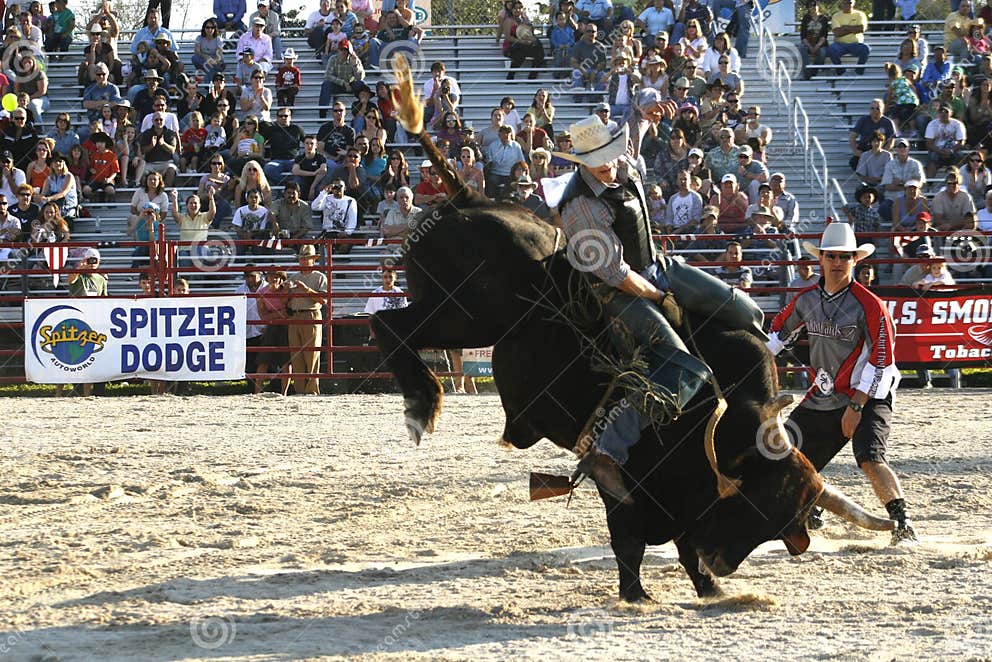 Curseur de Bull photo éditorial. Image du occidental, danger - 7911441