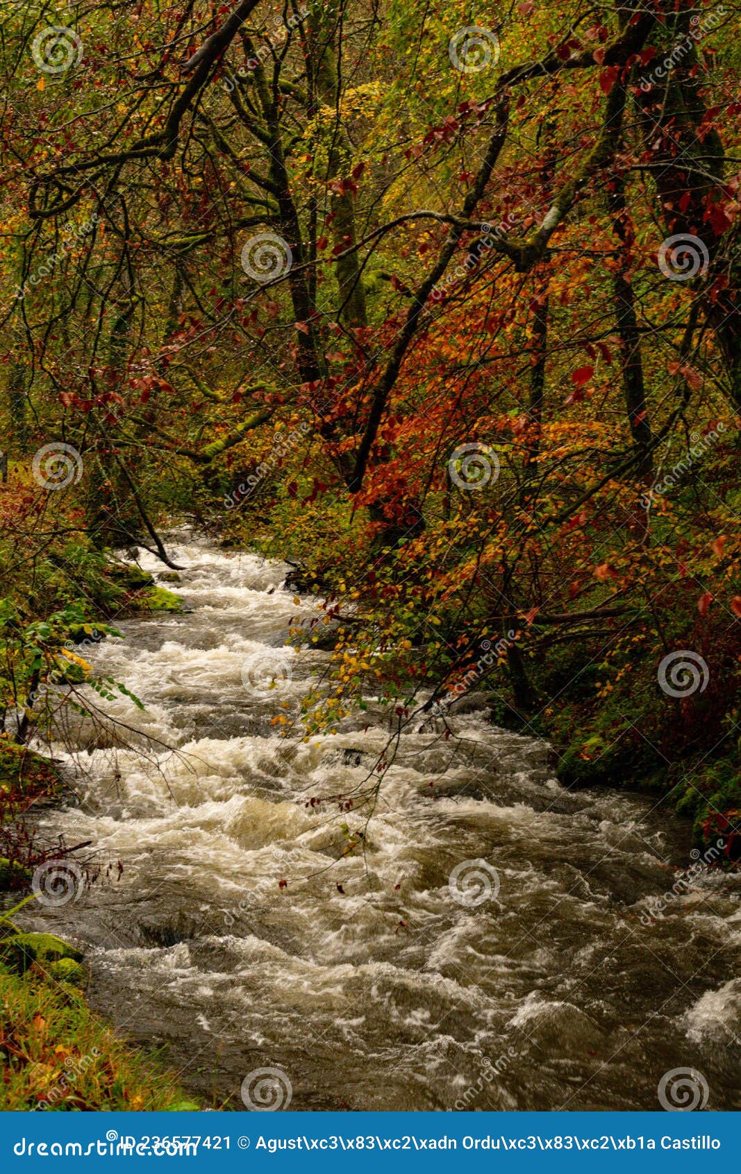 Curso Do Rio Narcea Em Asturias. Imagem de Stock - Imagem de paisagem ...