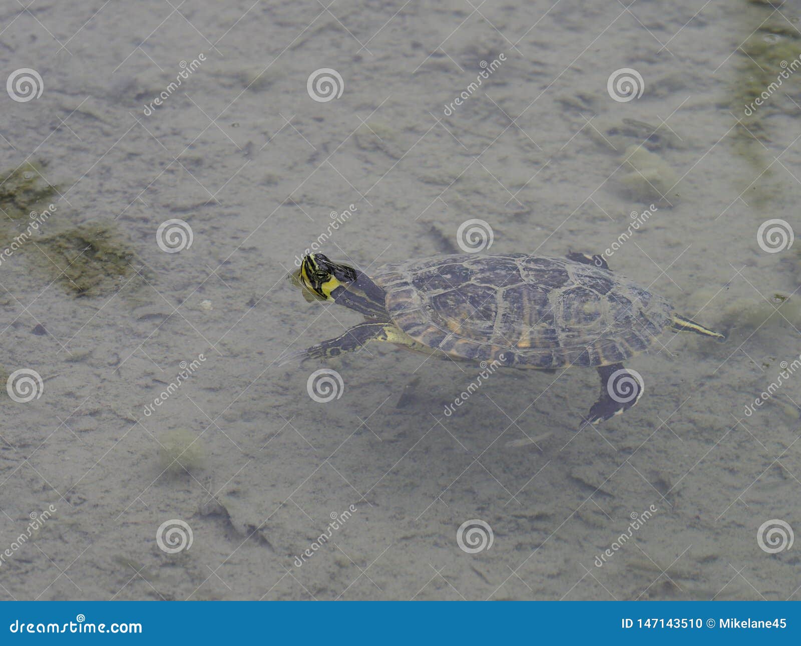 Cursore Codardo, Scripta Di Trachemys Scripta Fotografia Stock ...