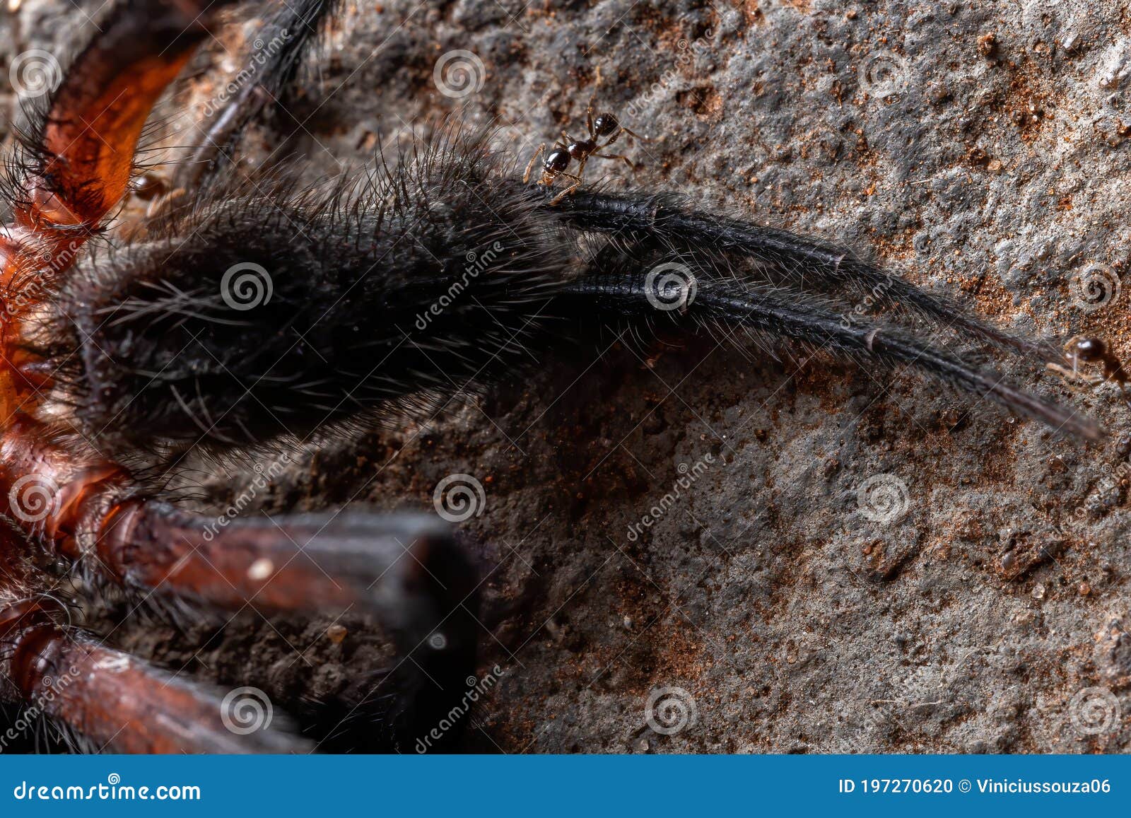 Curtain-web Spider stock photo. Image of dead, arachnid - 197270620