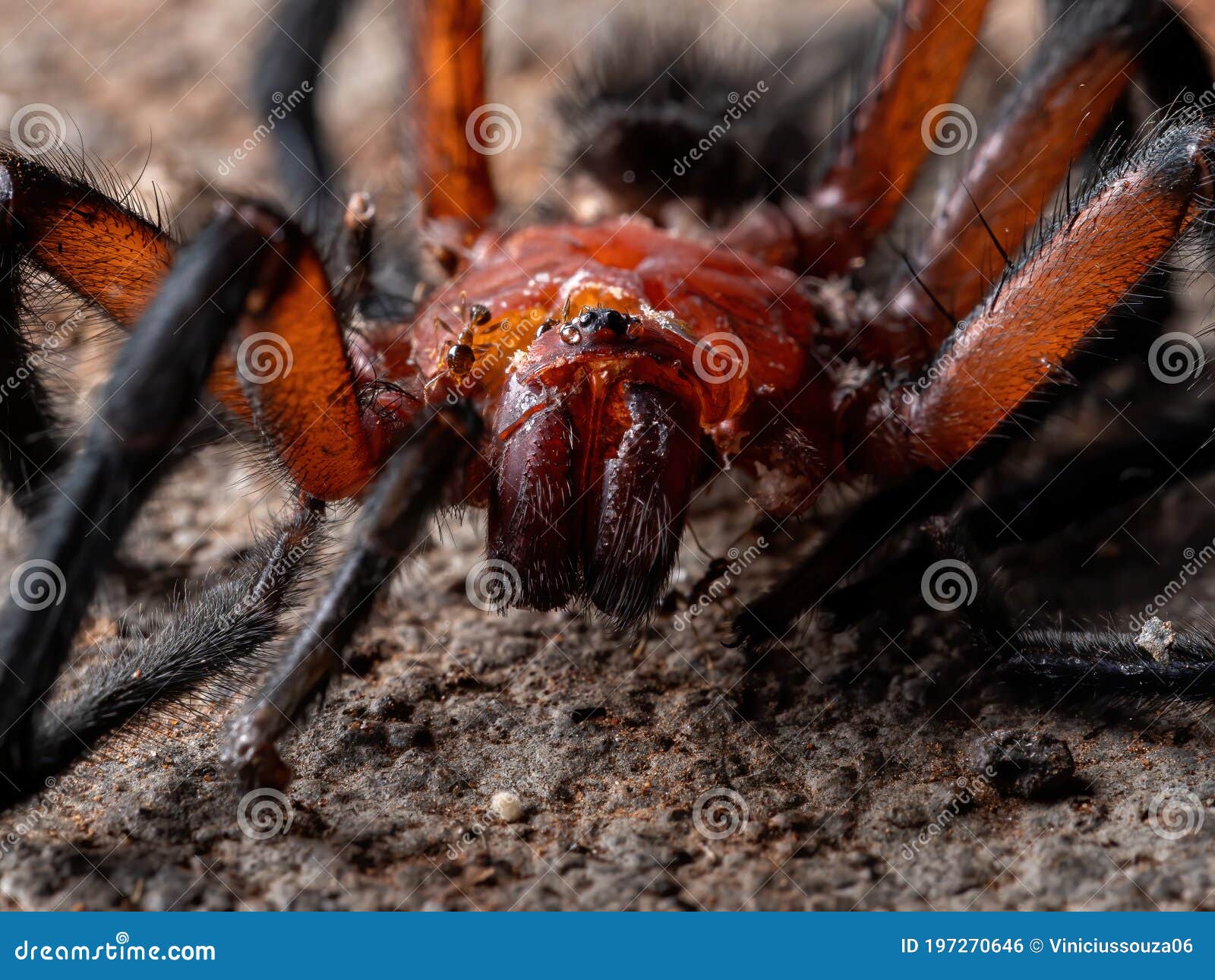 Curtain-web Spider stock photo. Image of dangerous, arachnid - 197270646