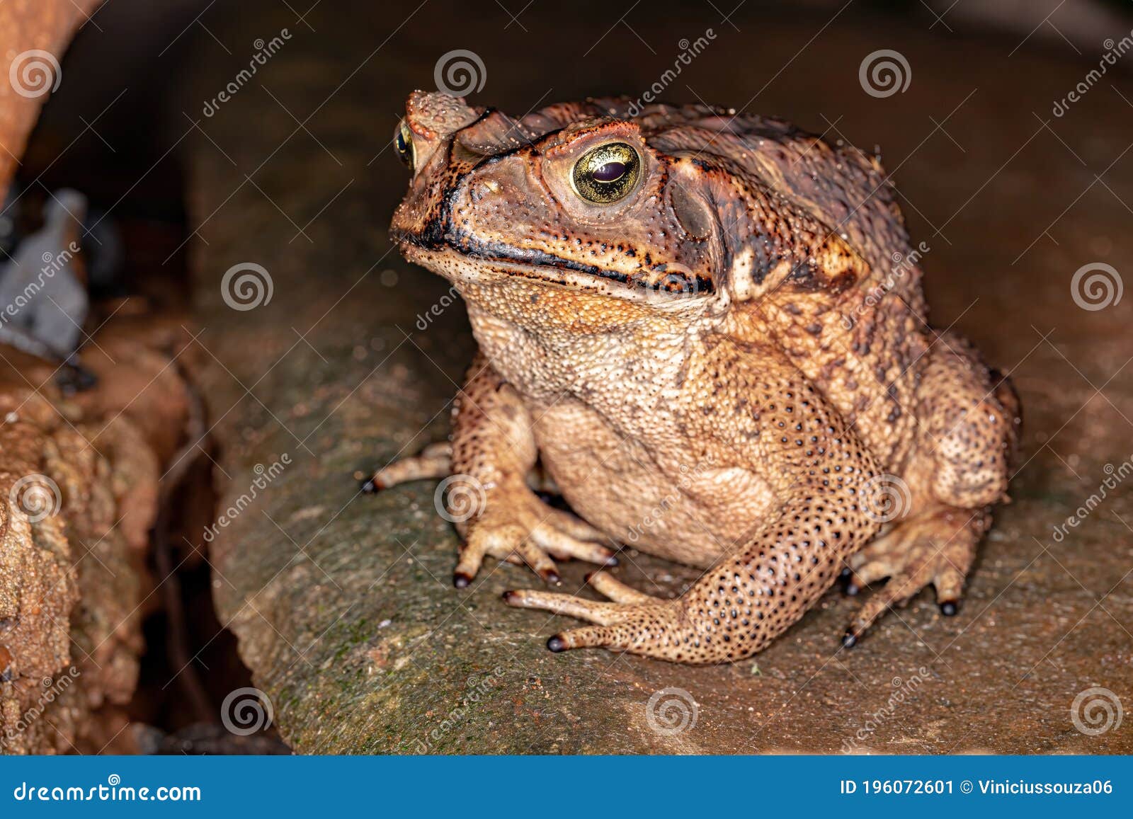 Cururu Toad stock image. Image of amazon, pattern, america - 196072601