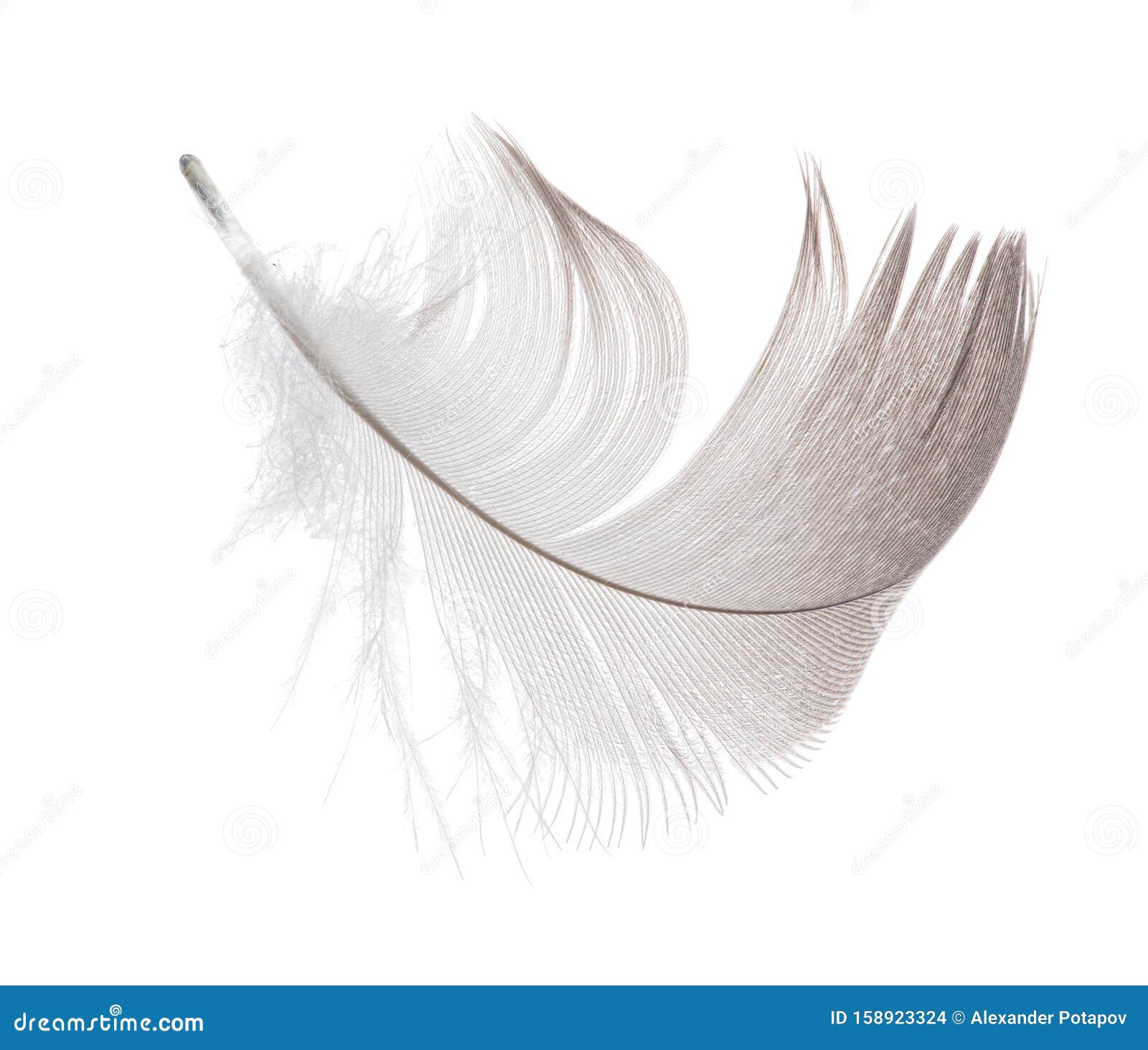 Curva De Plumas Gris Oscuro Aislada En Blanco Foto de archivo - Imagen ...