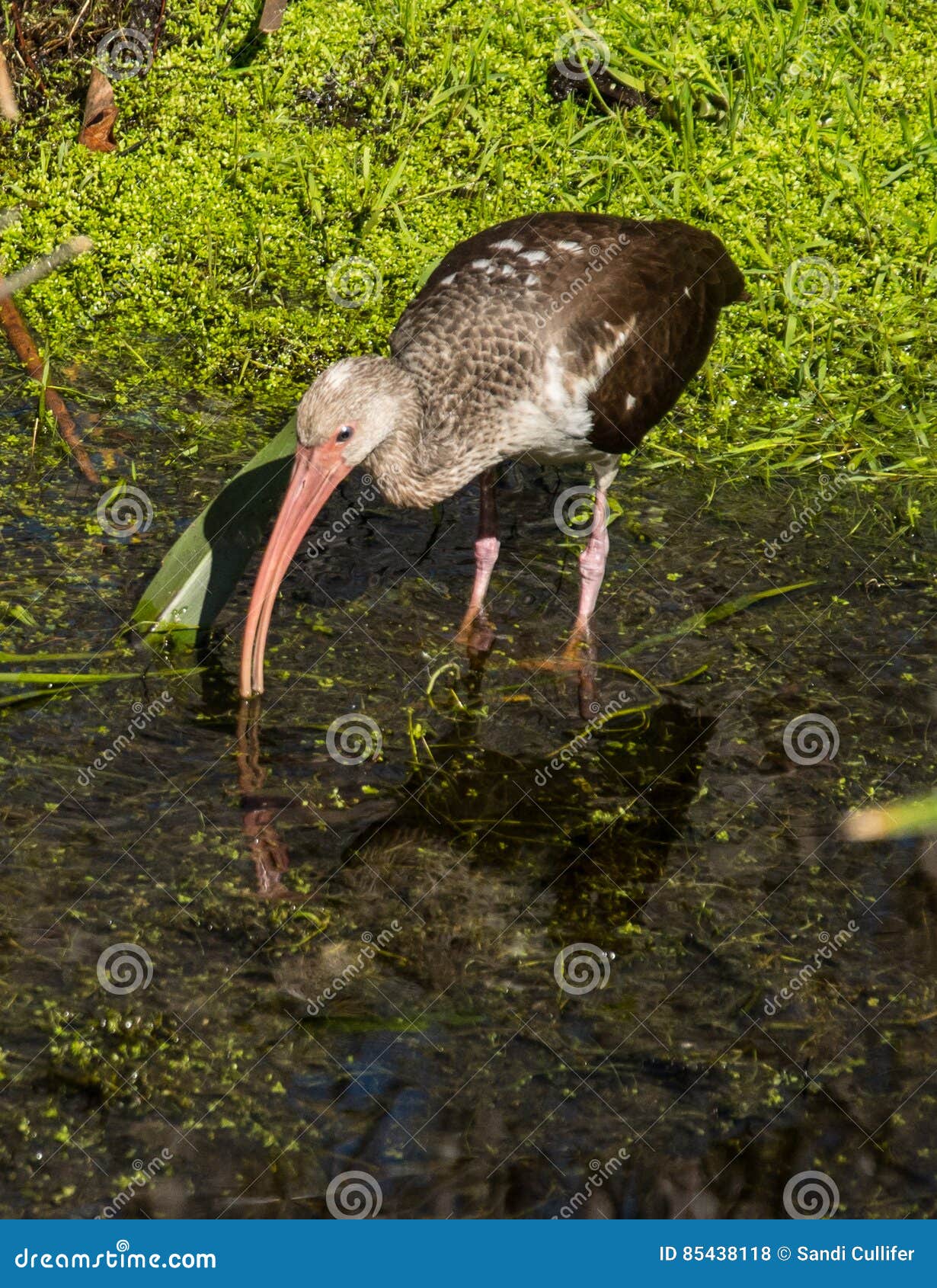 Juvenile Ibis Curved Beak Reflected Stock Photo - Image of edge ...