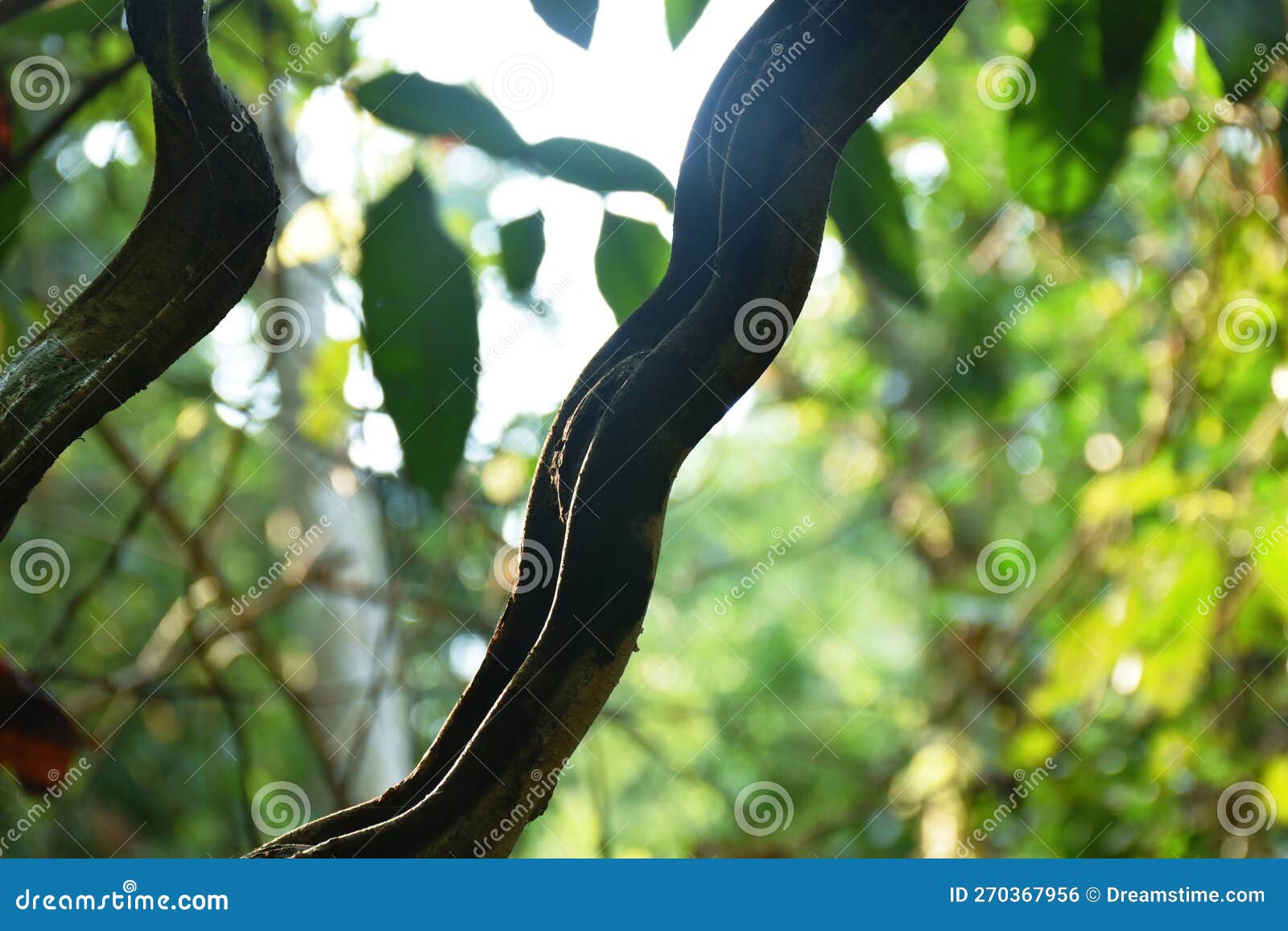 Curve Branch from Tree with Rim Light in Forest Stock Photo - Image of ...