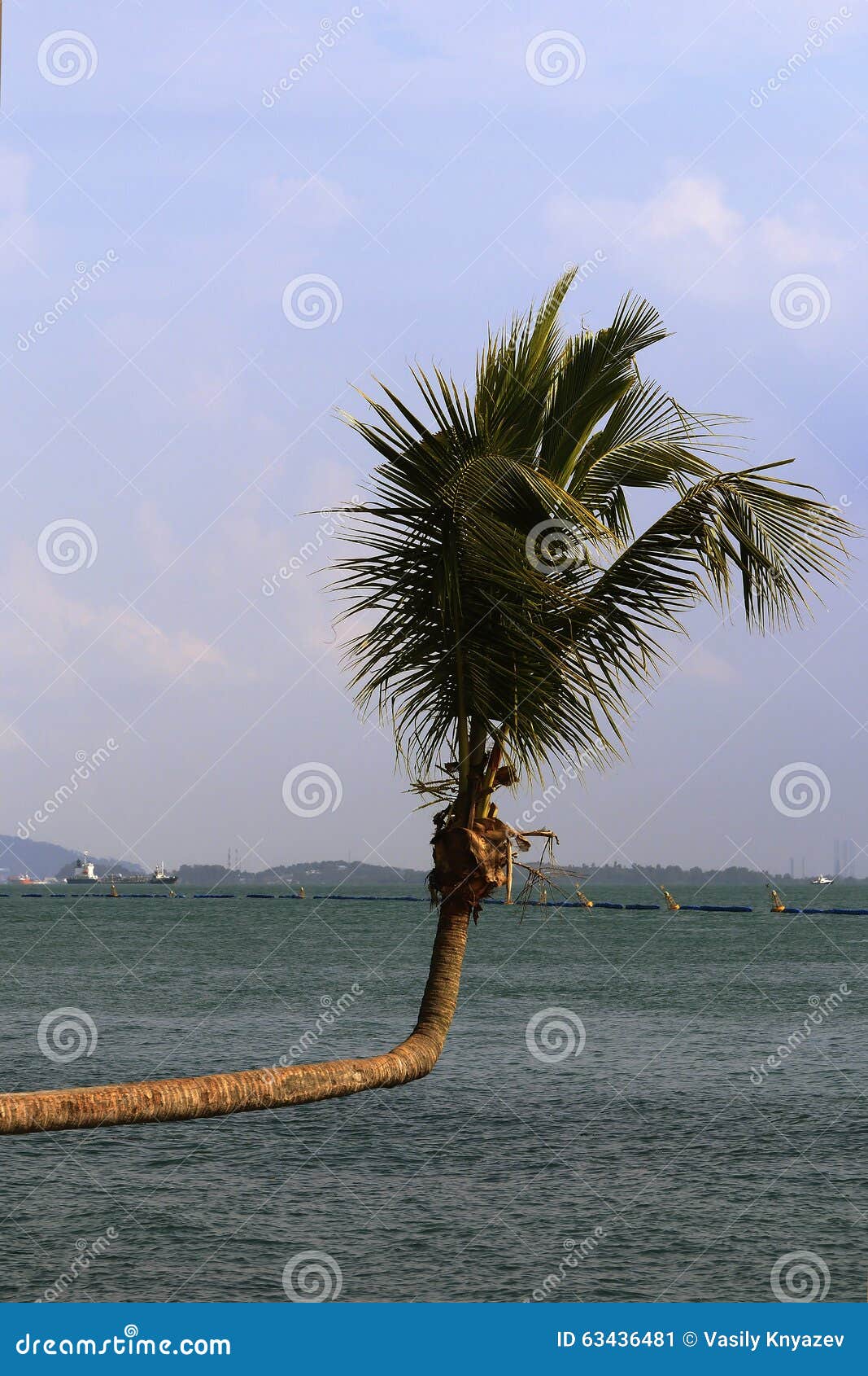 Curve coconut tree stock image. Image of tilted, curve - 63436481
