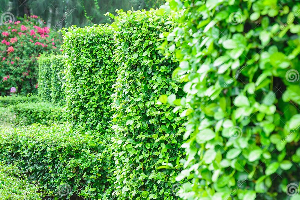 Curve leaf pattern stock image. Image of health, leaf - 32502639