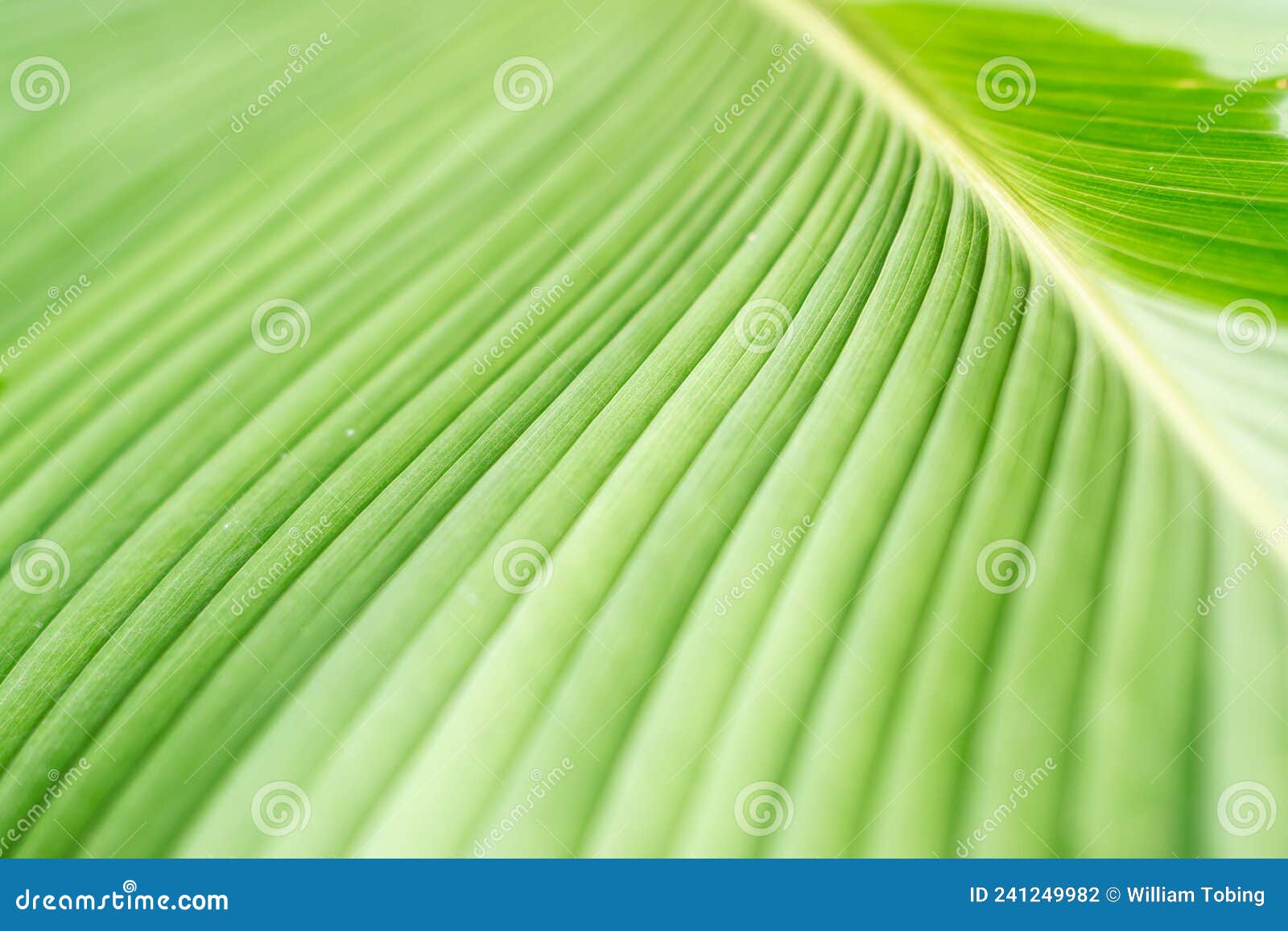 Curve Line Pattern on Green Leaf Surface Stock Photo - Image of pattern ...