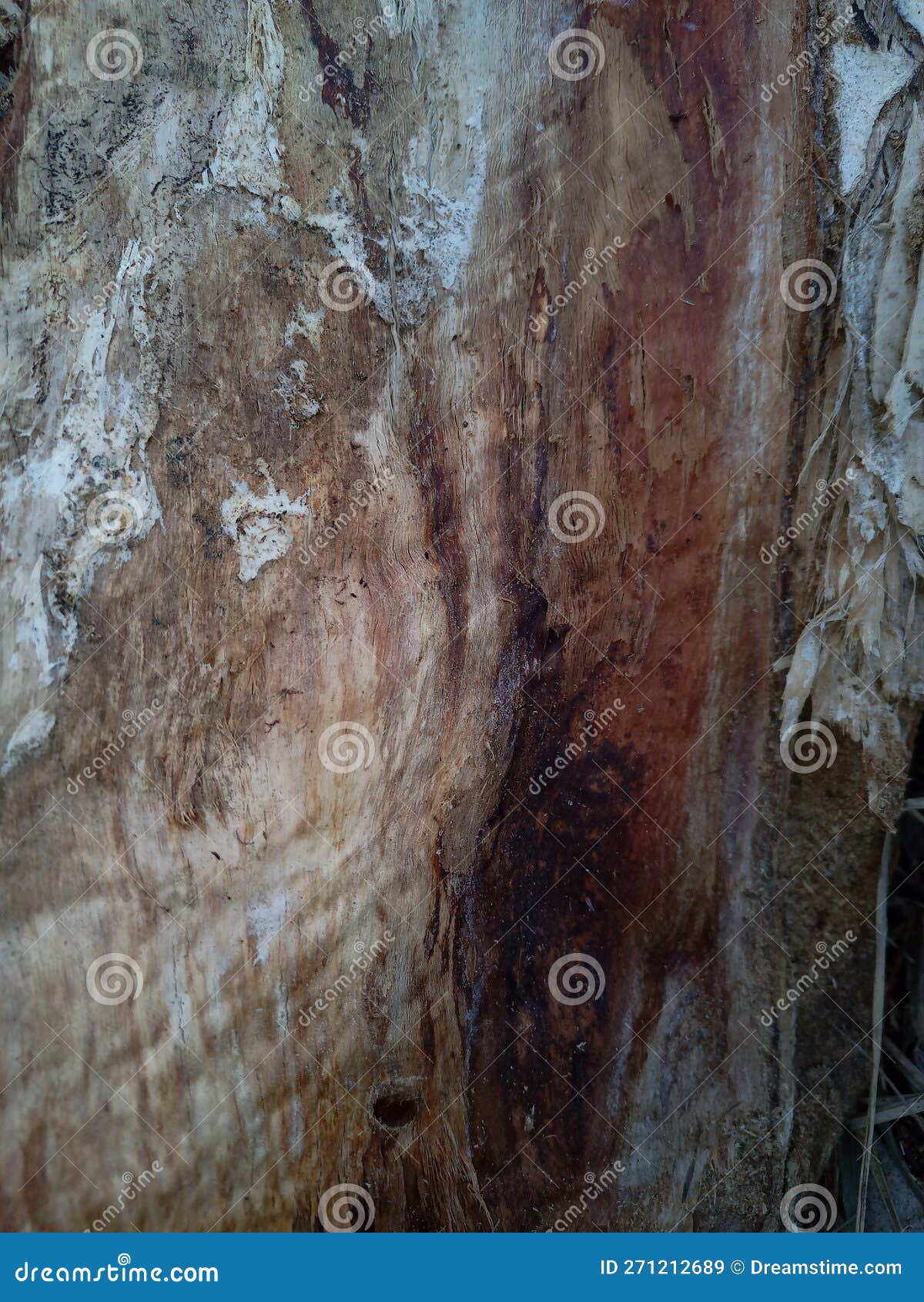 Curves Line Texture of Wood Inside Tree Stock Image - Image of flora ...