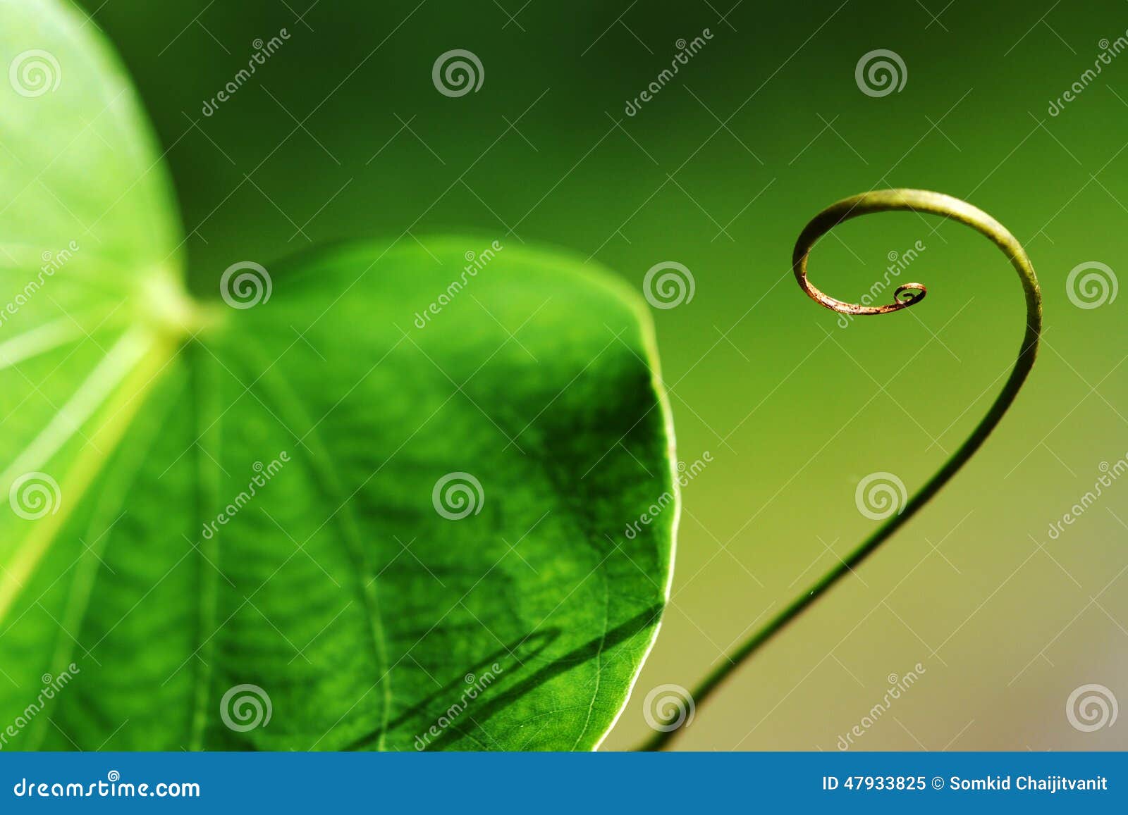 Curve new green vine stock image. Image of color, botany - 47933825