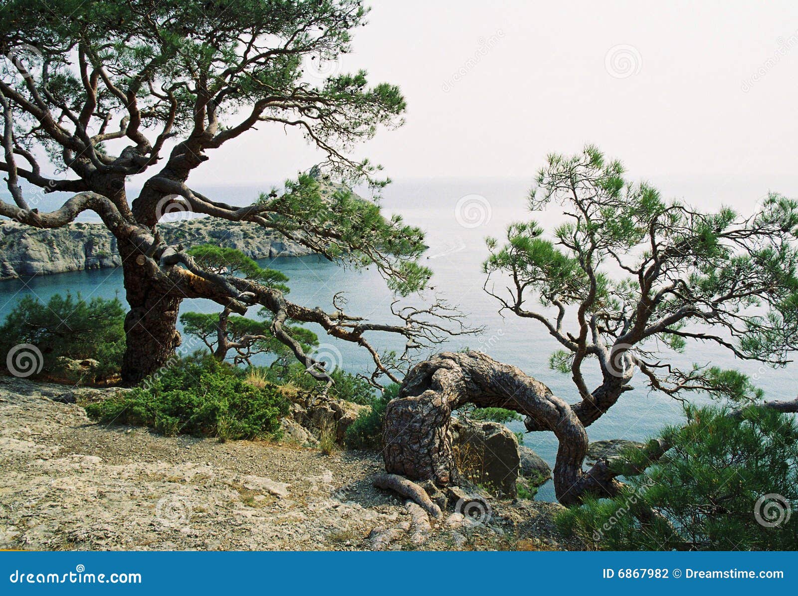 Curve pine stock photo. Image of bent, curve, landscape - 6867982