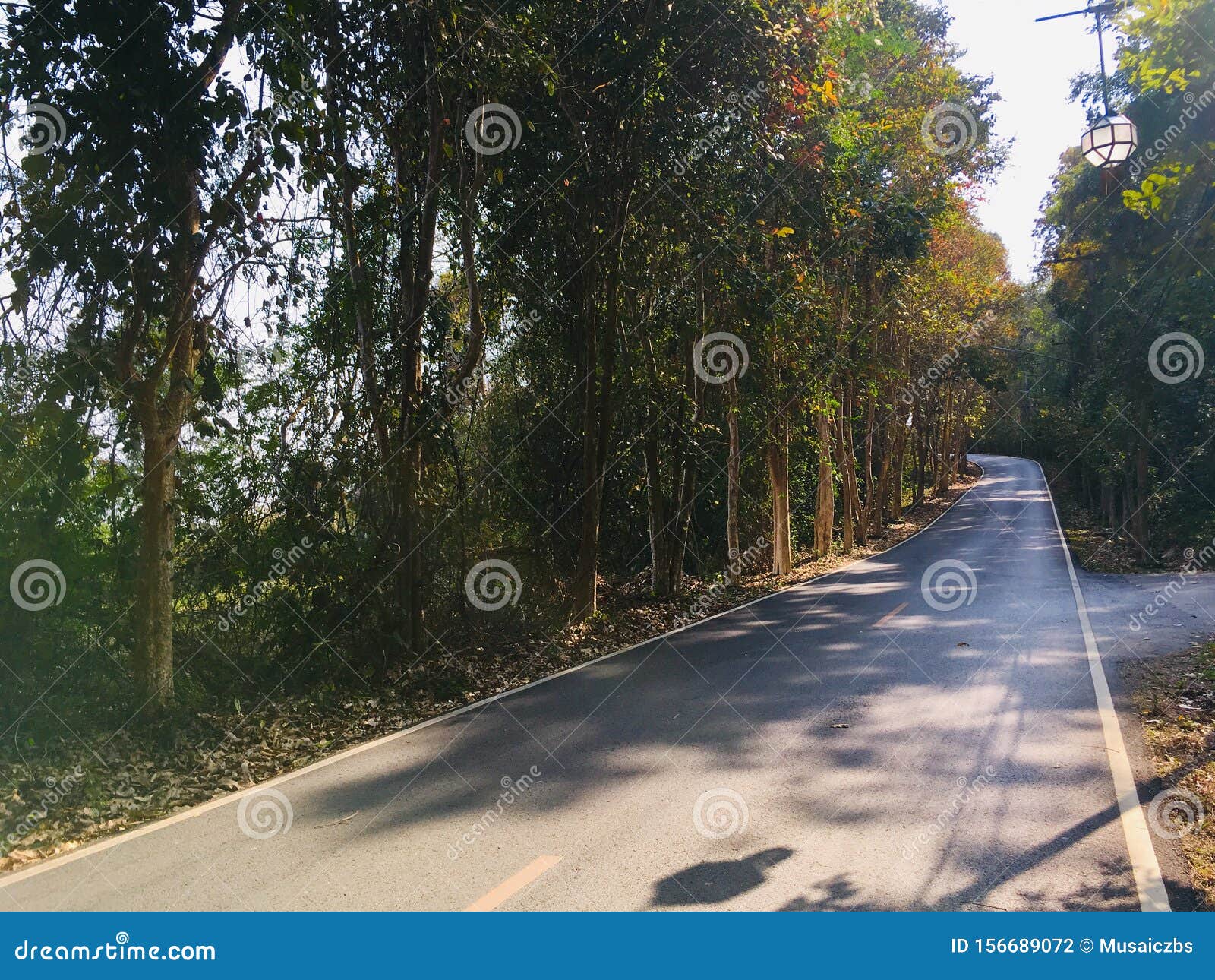Curve Road Going through Sideways the Forest Stock Photo - Image of ...