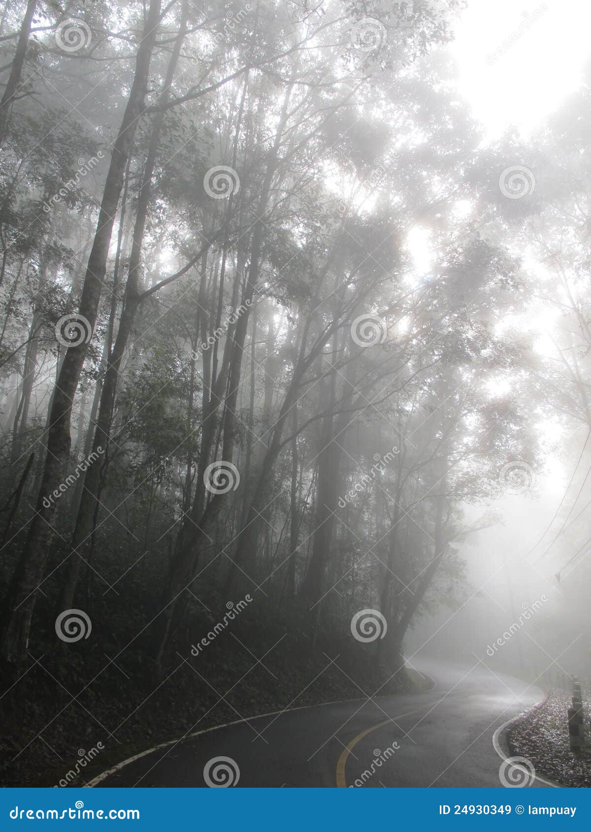 Curve road in the mist stock image. Image of countryside - 24930349