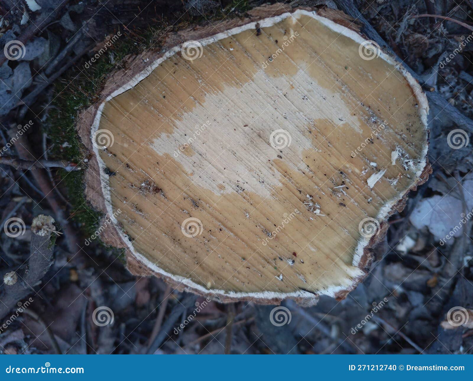 Texture of Wood Inside Tree Stock Photo - Image of wood, rings: 271212740
