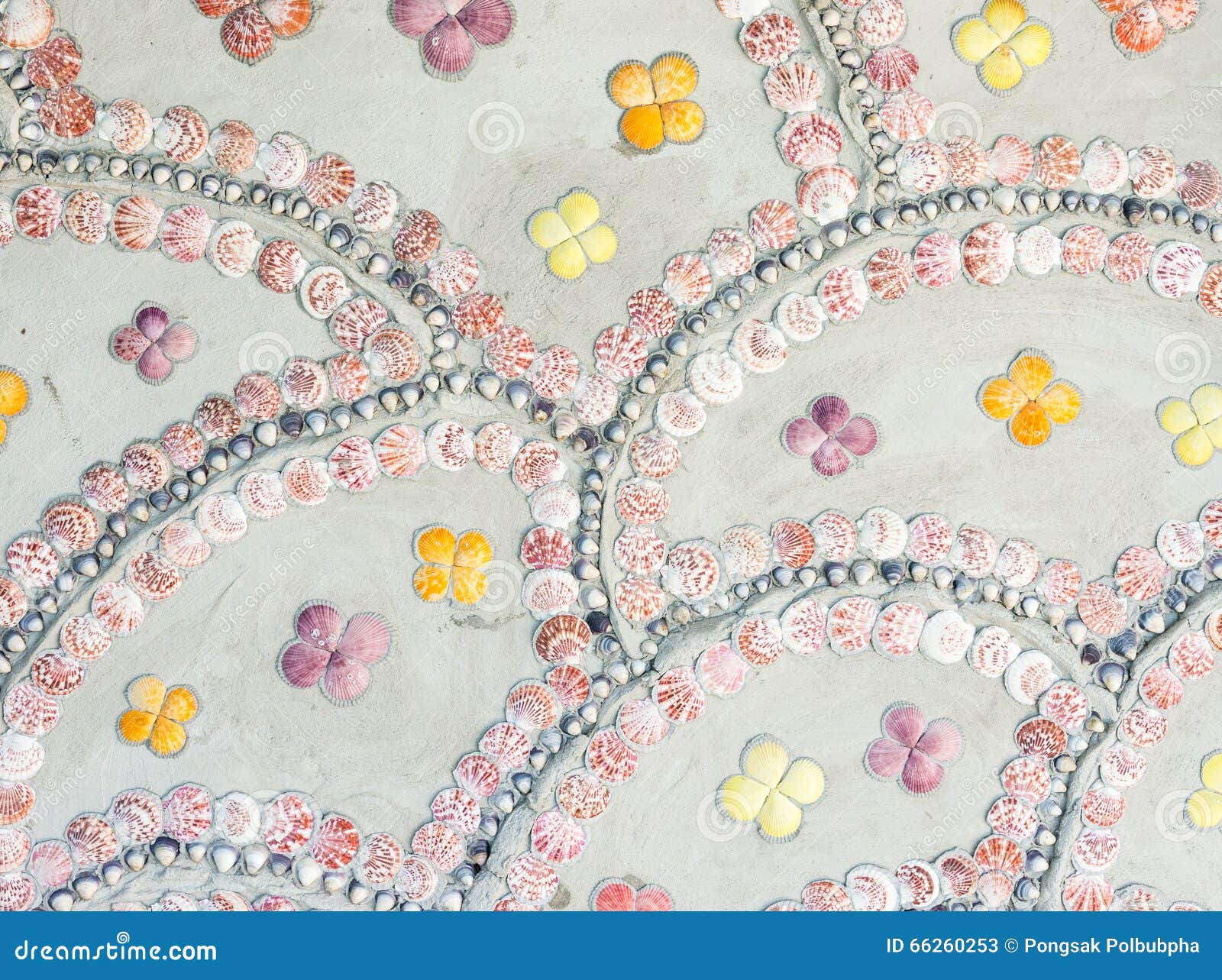 Curve Seashell wall stock image. Image of natural, colorful - 66260253