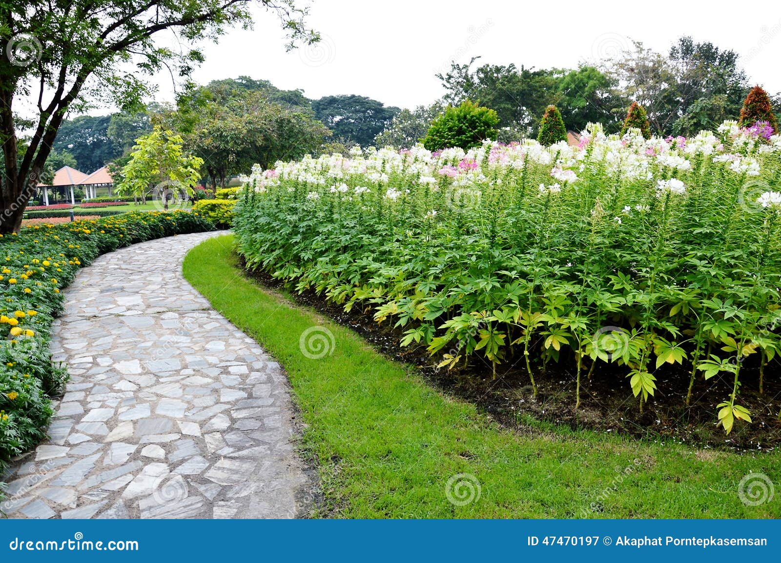 Curve Stone Road in the Garden Stock Image - Image of plant, stone ...