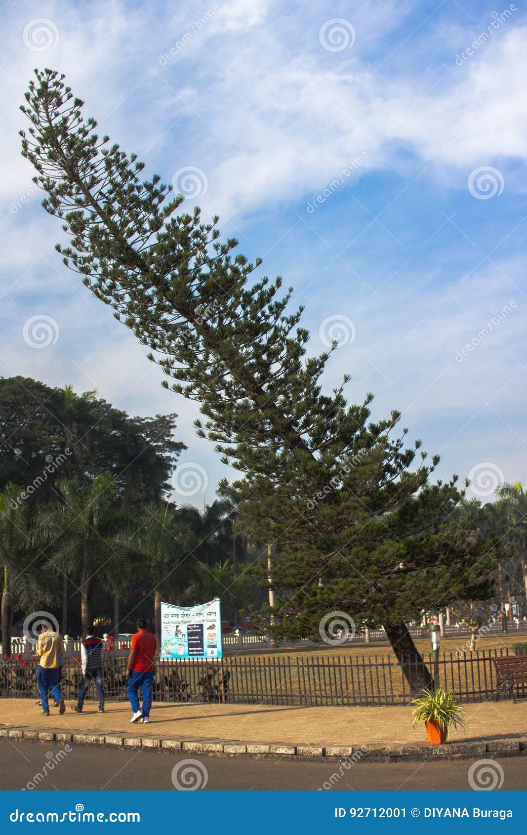 Curve tree in Indian state editorial photo. Image of spring - 92712001