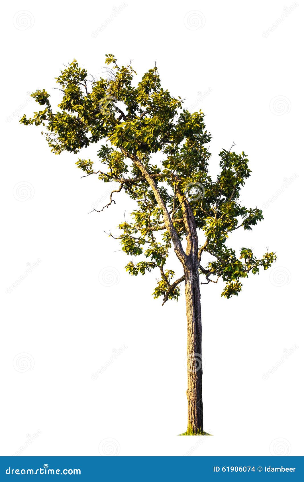 Curve tree stock photo. Image of background, ecology - 61906074