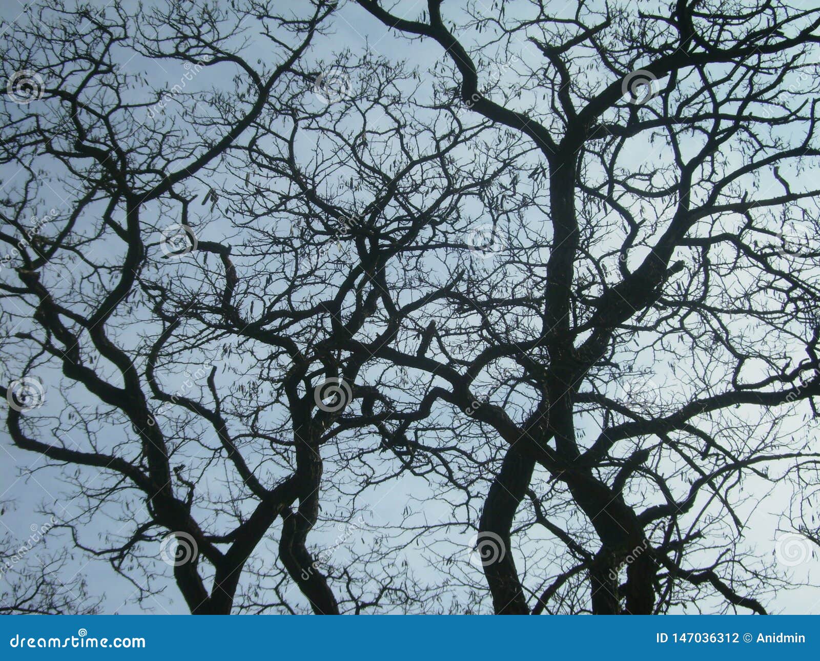 Curve Branches of Tree in Spring on the Blue Sky Background Stock Photo ...